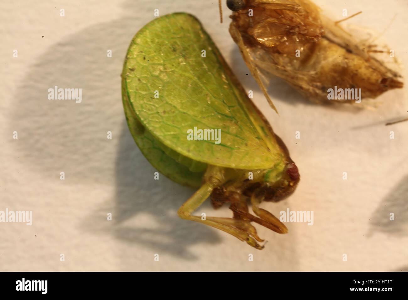 Two-striped Planthopper (Acanalonia bivittata Stock Photo - Alamy