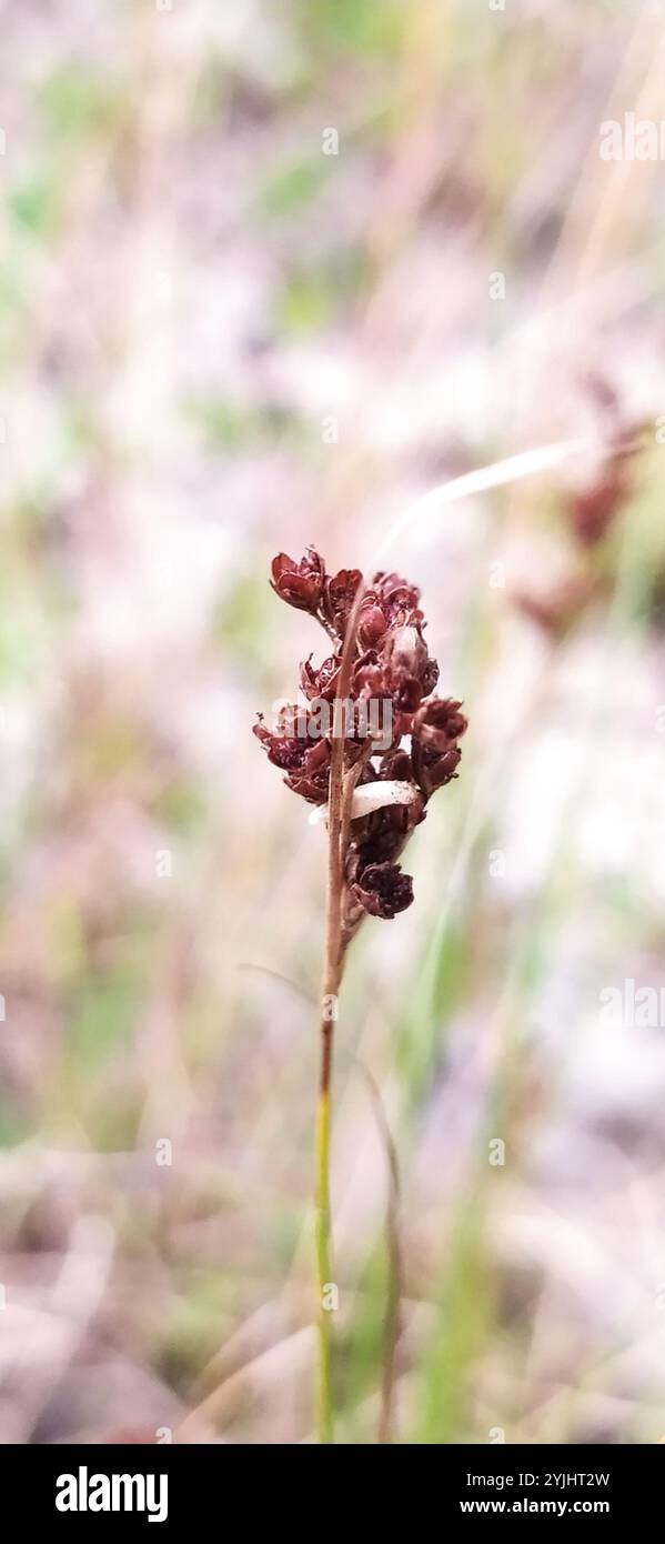 Flattened Rush (Juncus compressus Stock Photo - Alamy