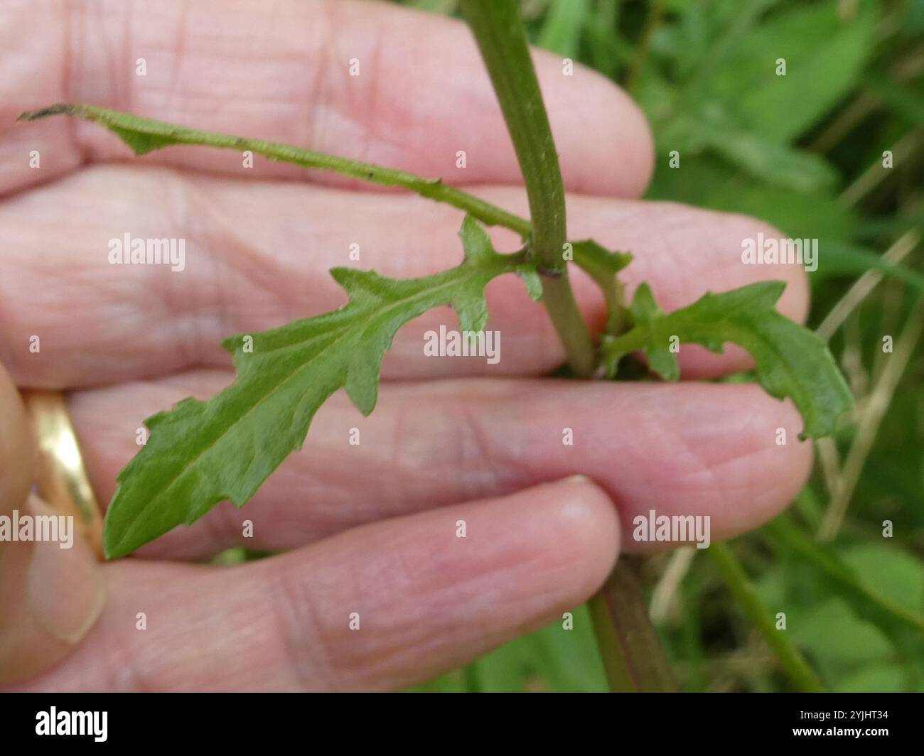 Marsh Ragwort (Jacobaea aquatica Stock Photo - Alamy
