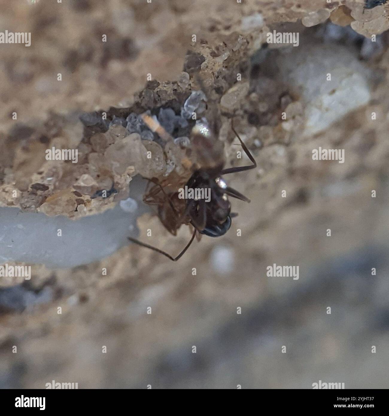 Pyramid Ants (Dorymyrmex Stock Photo - Alamy