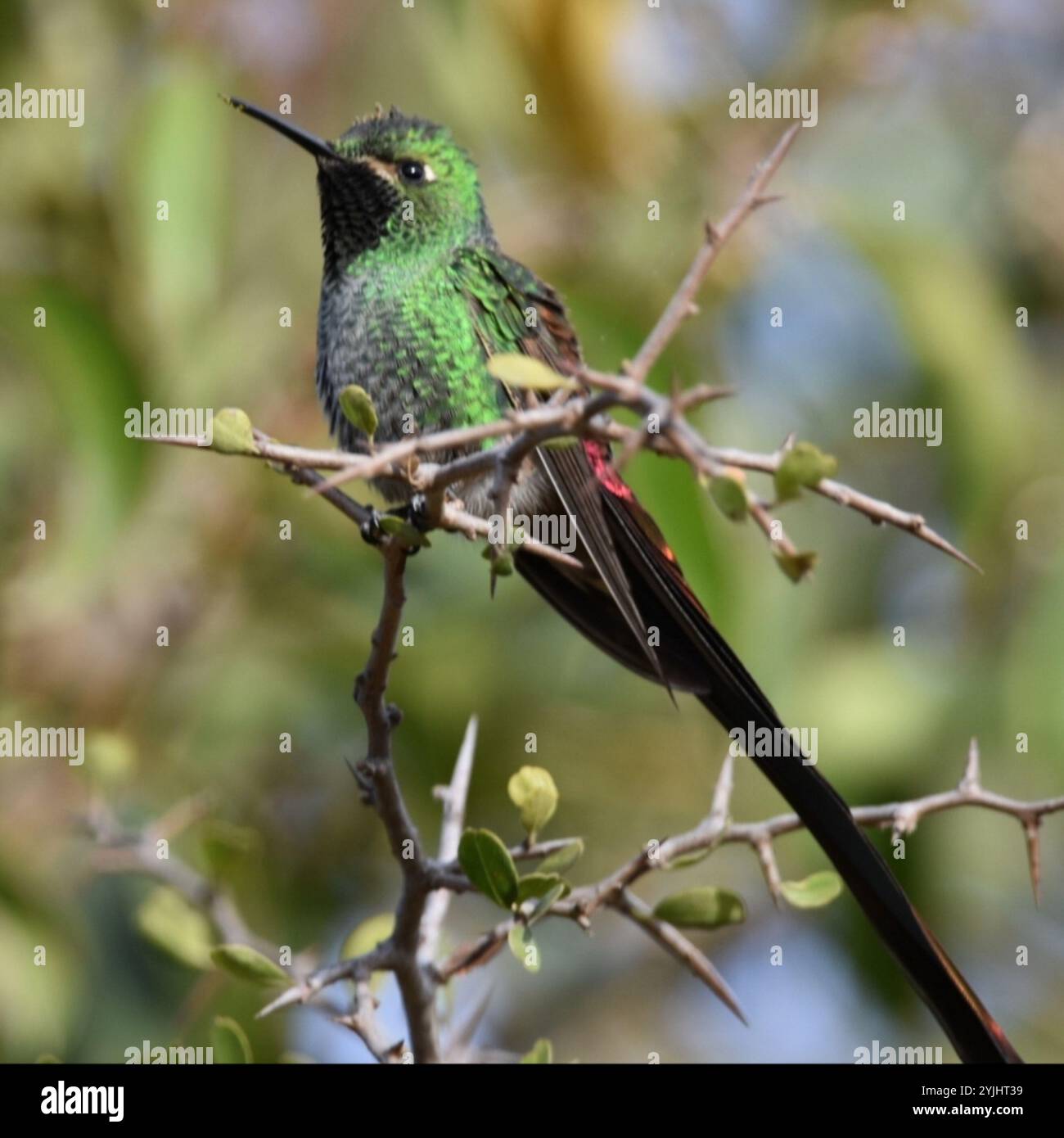 Red-tailed Comet (Sappho sparganurus Stock Photo - Alamy