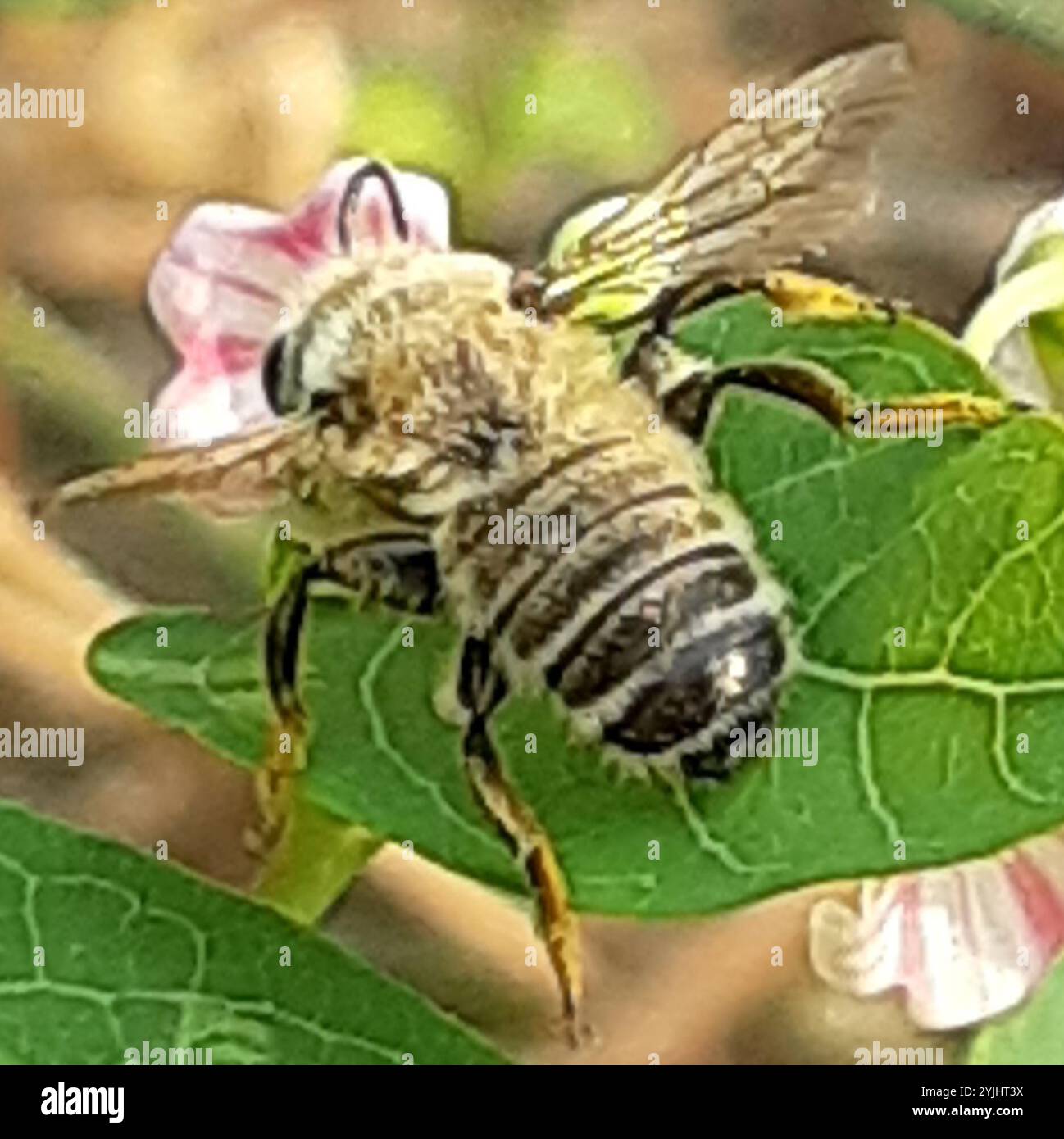 Perihirta hi-res stock photography and images - Alamy