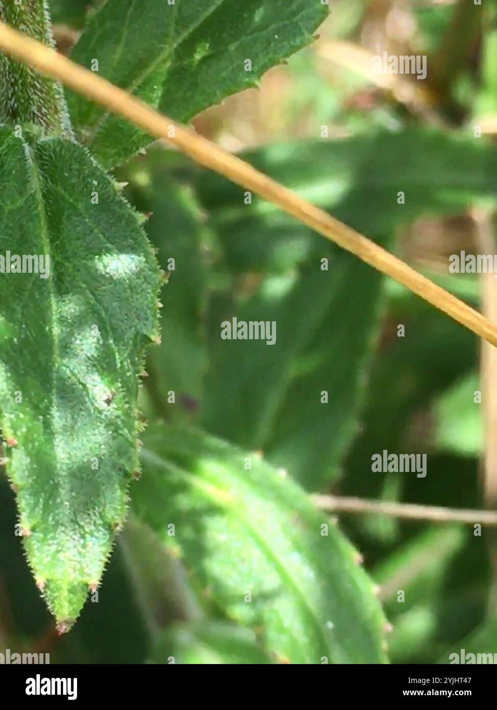 downy lobelia (Lobelia puberula Stock Photo - Alamy