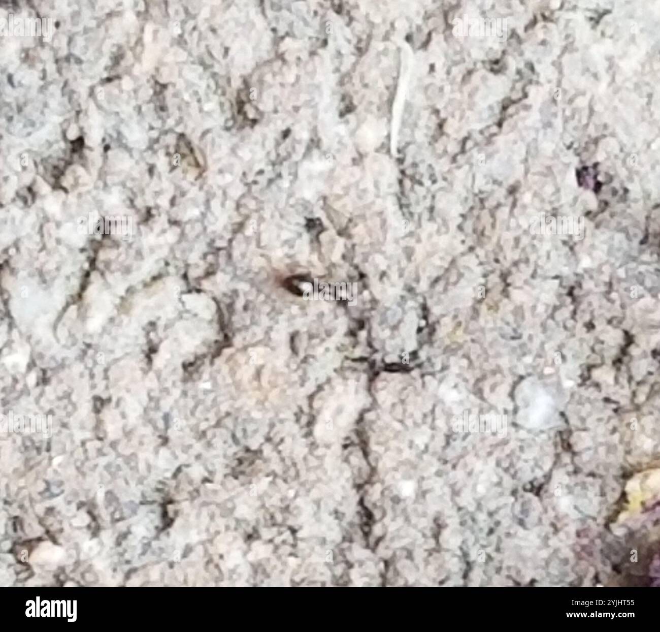 Odorous House Ant (Tapinoma sessile Stock Photo - Alamy