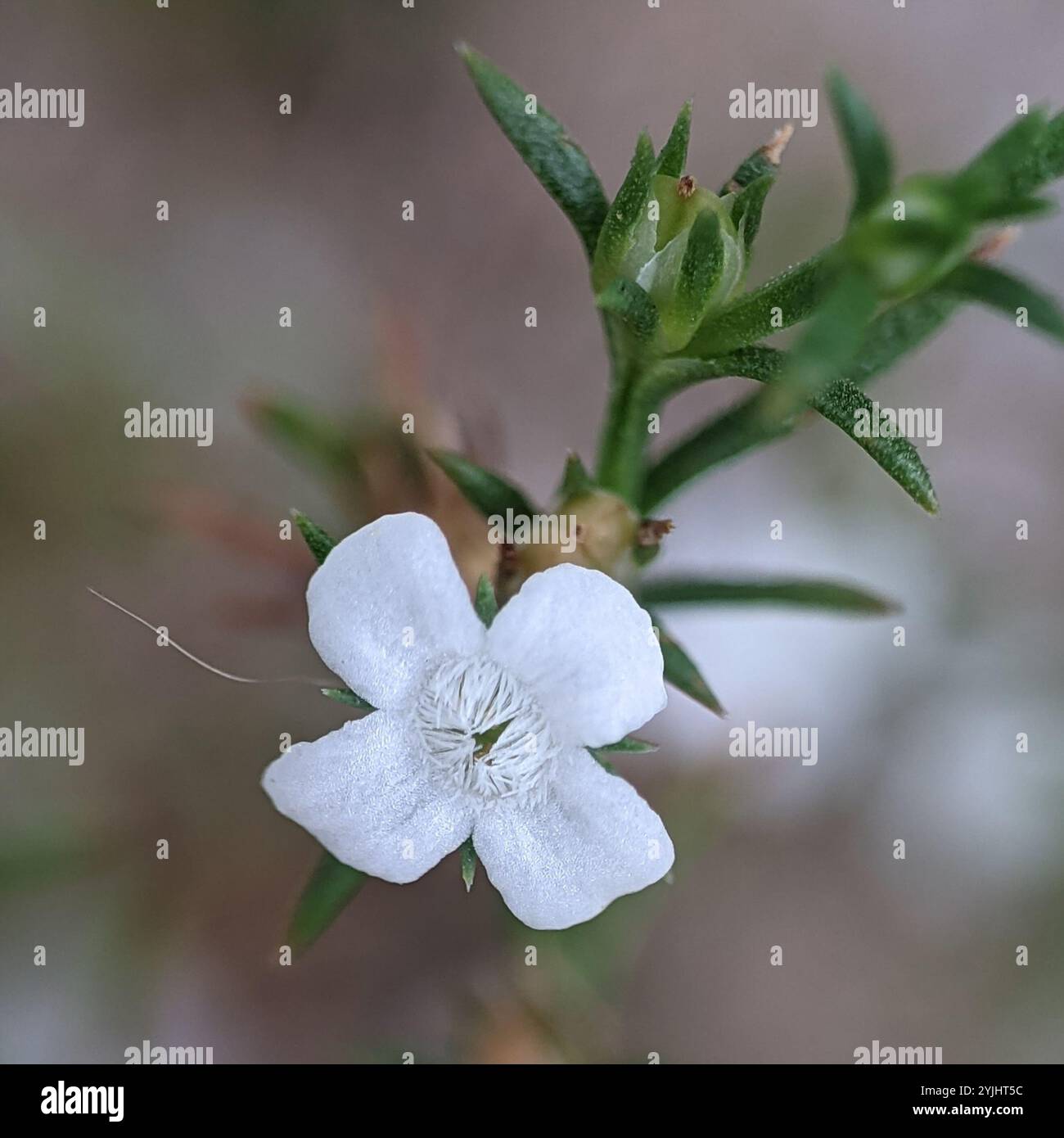 Rust Weed (Polypremum procumbens Stock Photo - Alamy