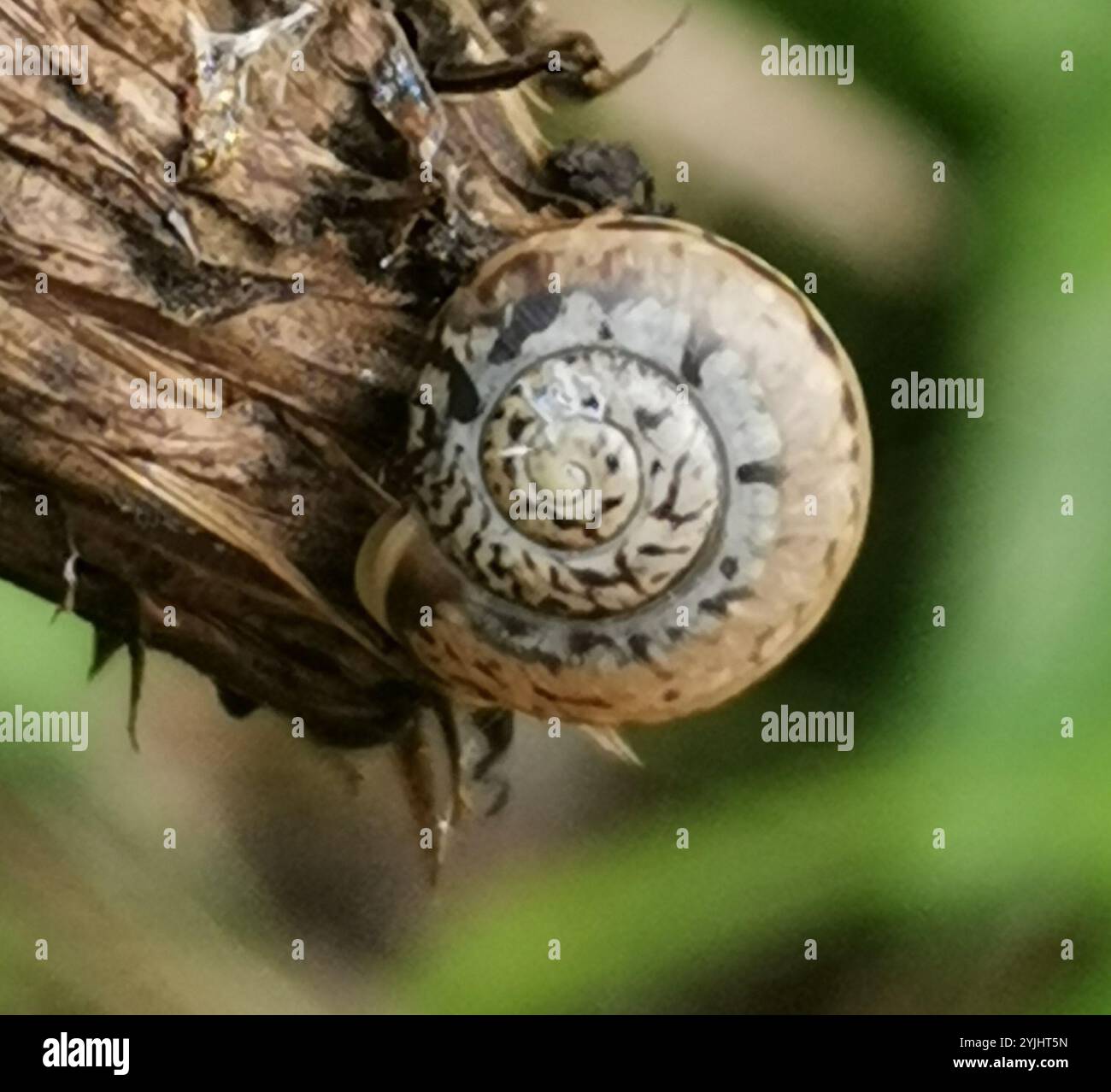 Bush snail (Fruticicola fruticum Stock Photo - Alamy