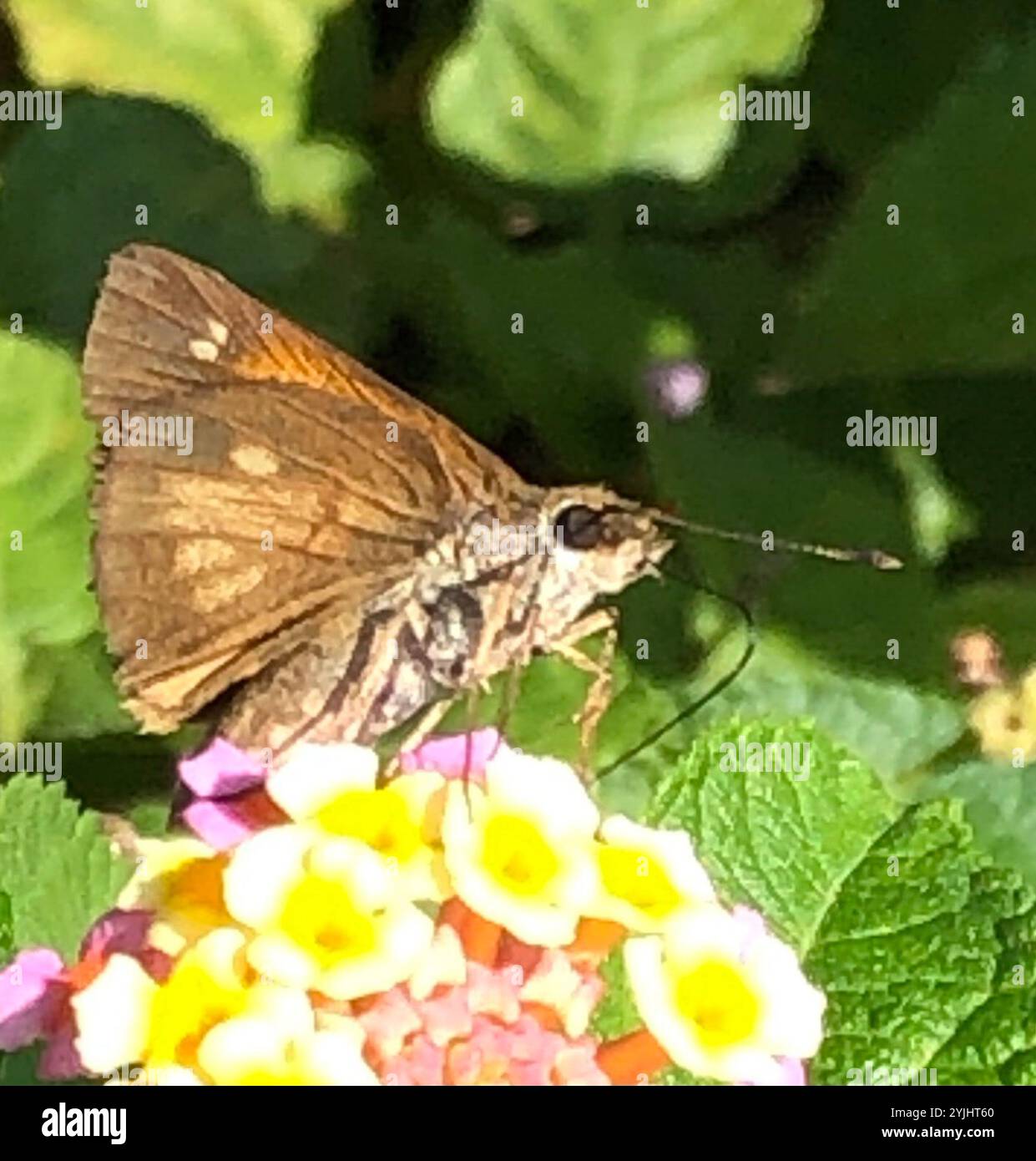 Broad-winged Skipper (Poanes viator Stock Photo - Alamy