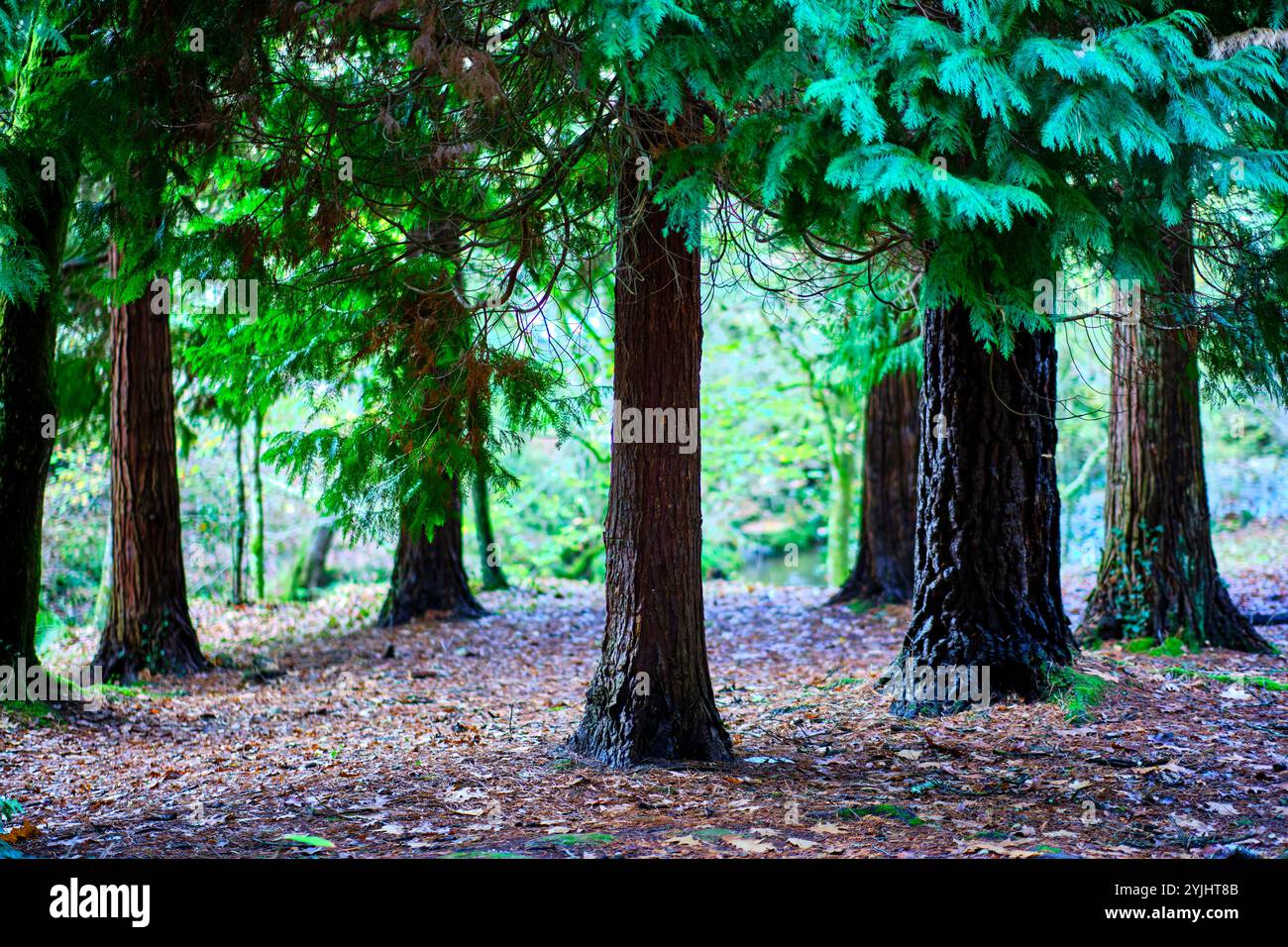 Cypress tree wood hi-res stock photography and images - Alamy