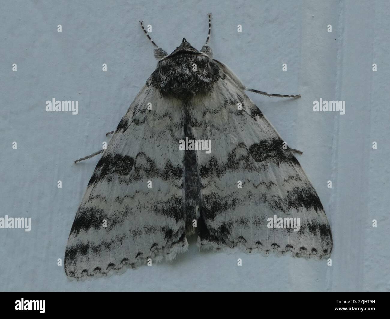 White Underwing (Catocala relicta Stock Photo - Alamy