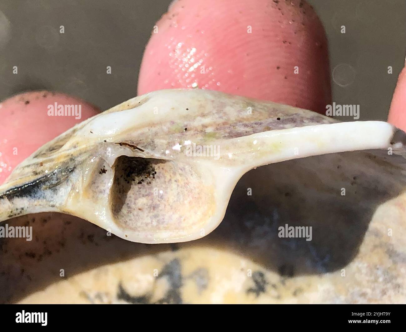 Tresus hi-res stock photography and images - Alamy