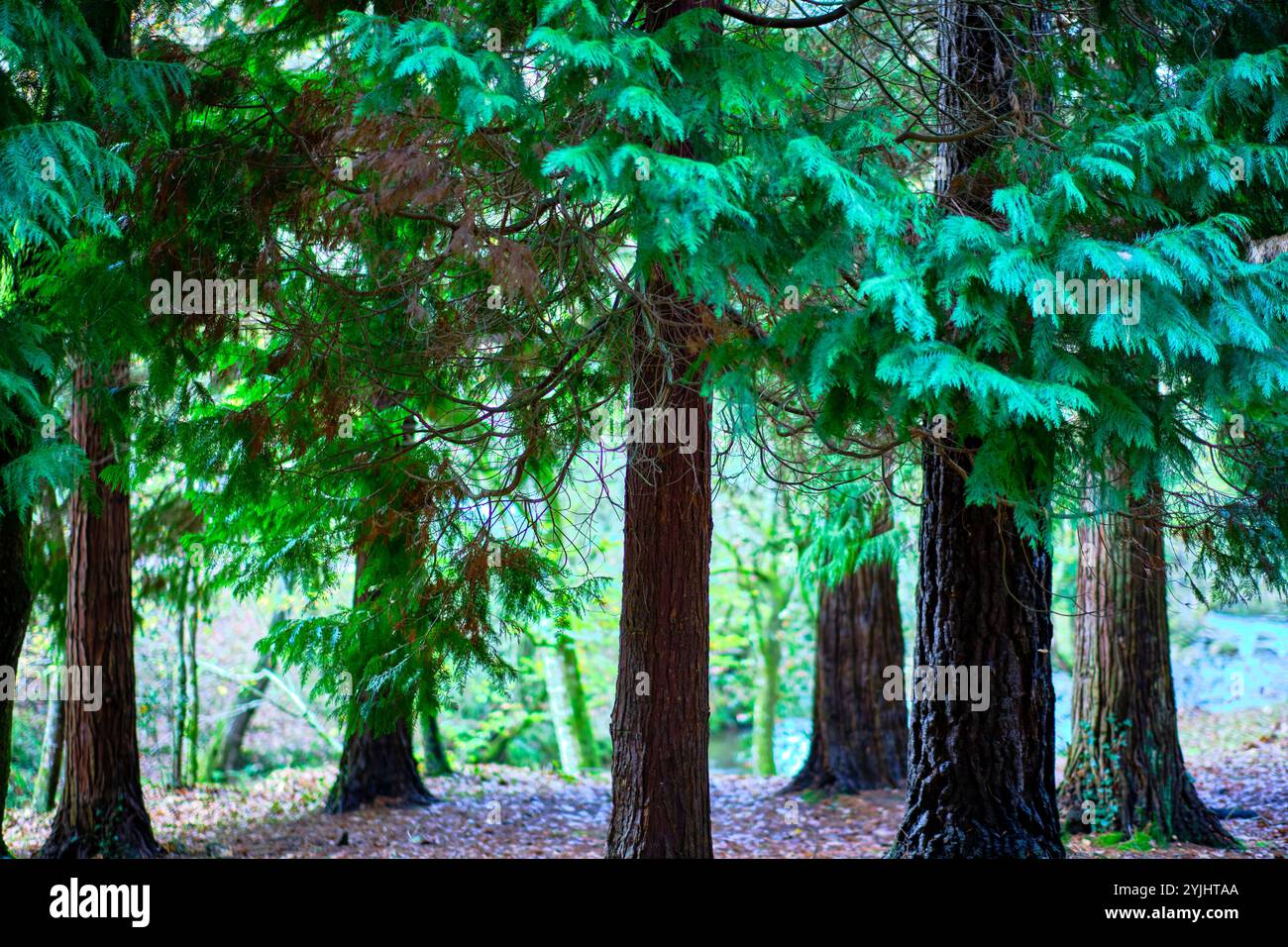 A scenic view of tall cypress trees in a forest Stock Photo - Alamy