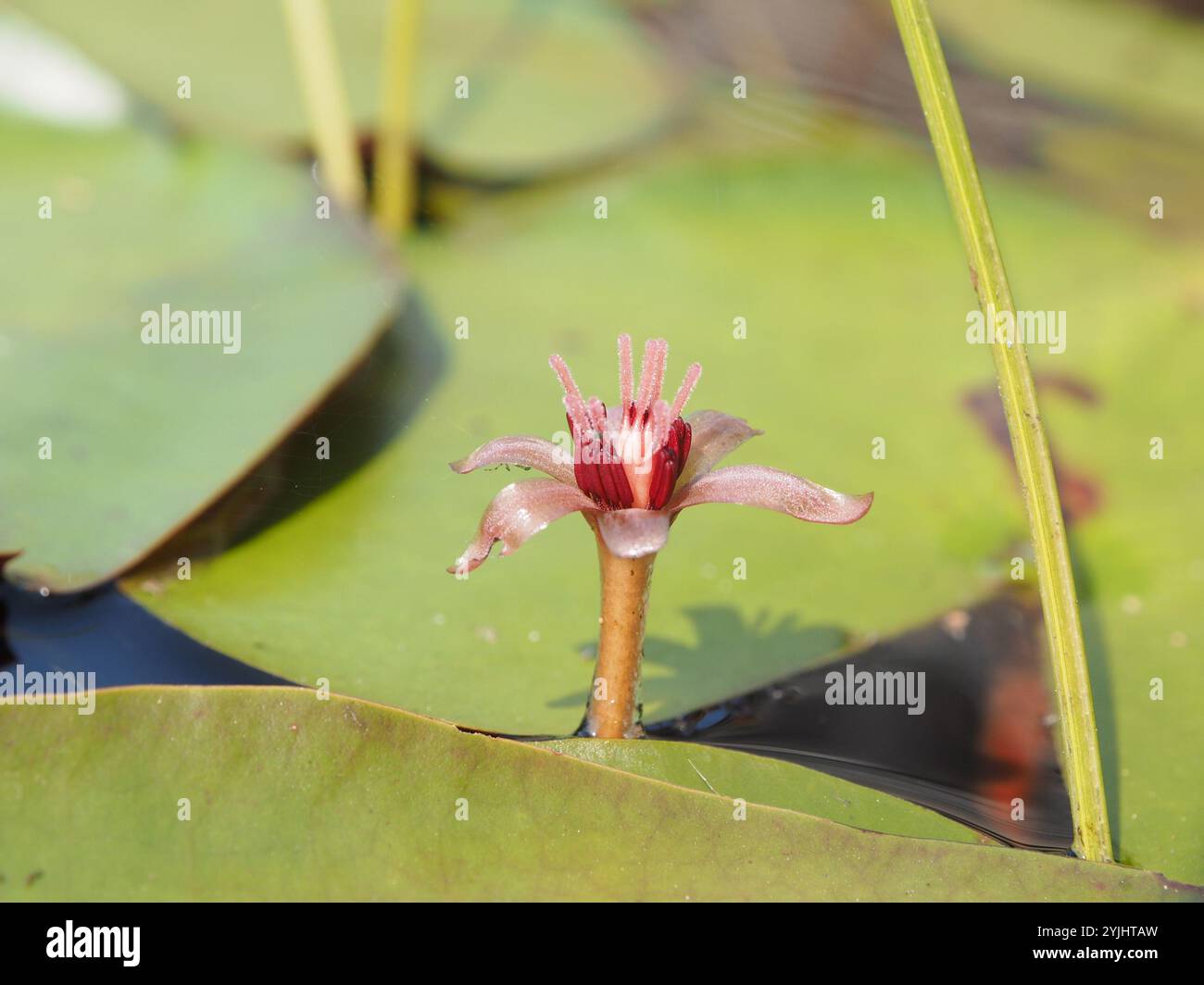 Watershield (Brasenia schreberi Stock Photo - Alamy