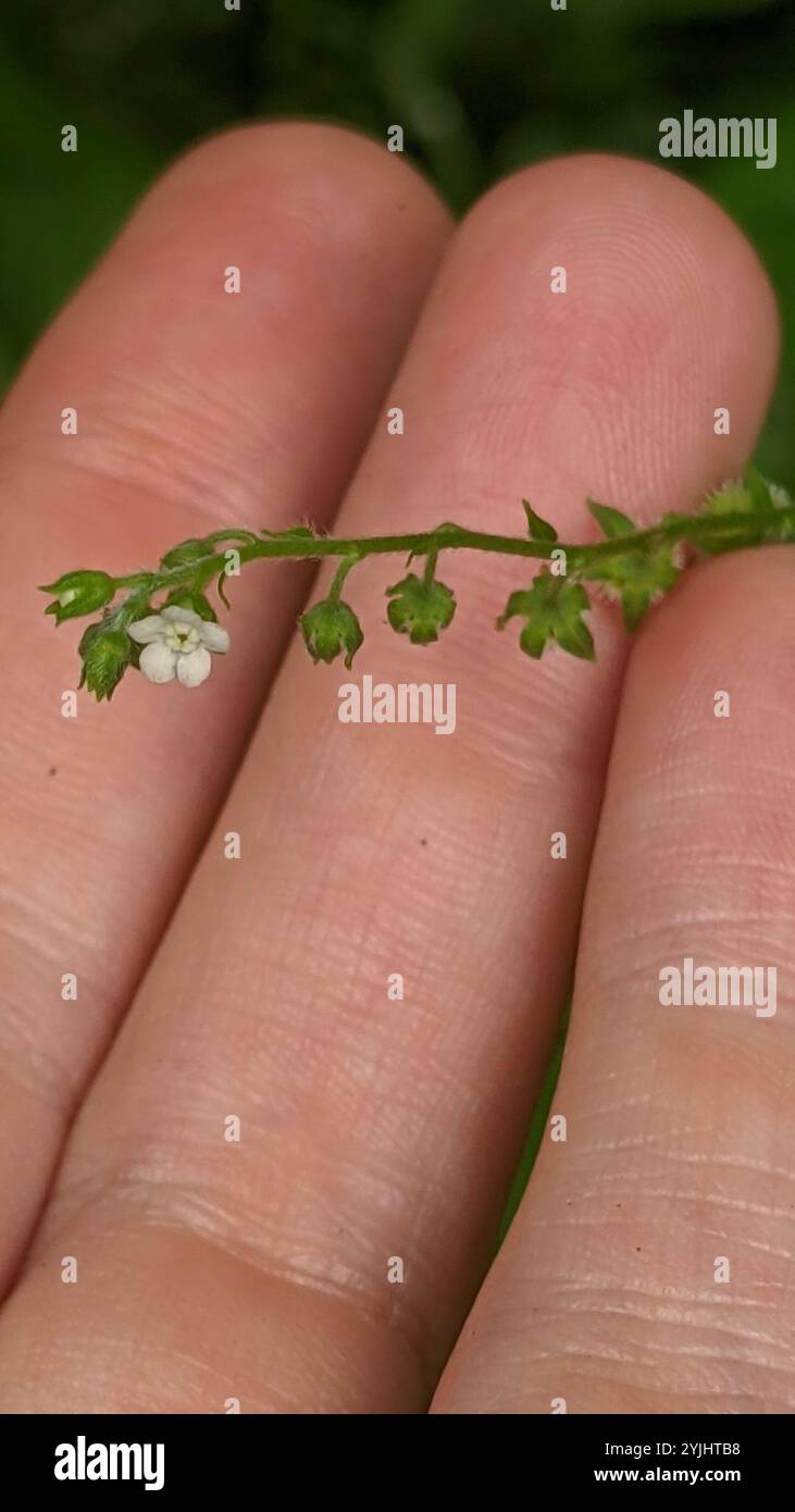 virginia stickseed (Hackelia virginiana Stock Photo - Alamy