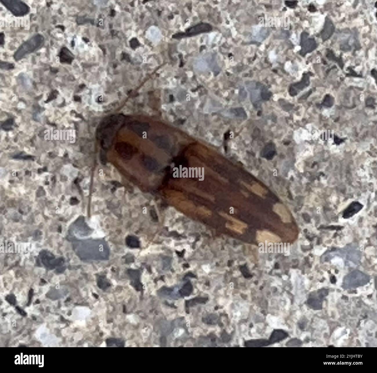 Monocrepidius hi-res stock photography and images - Alamy