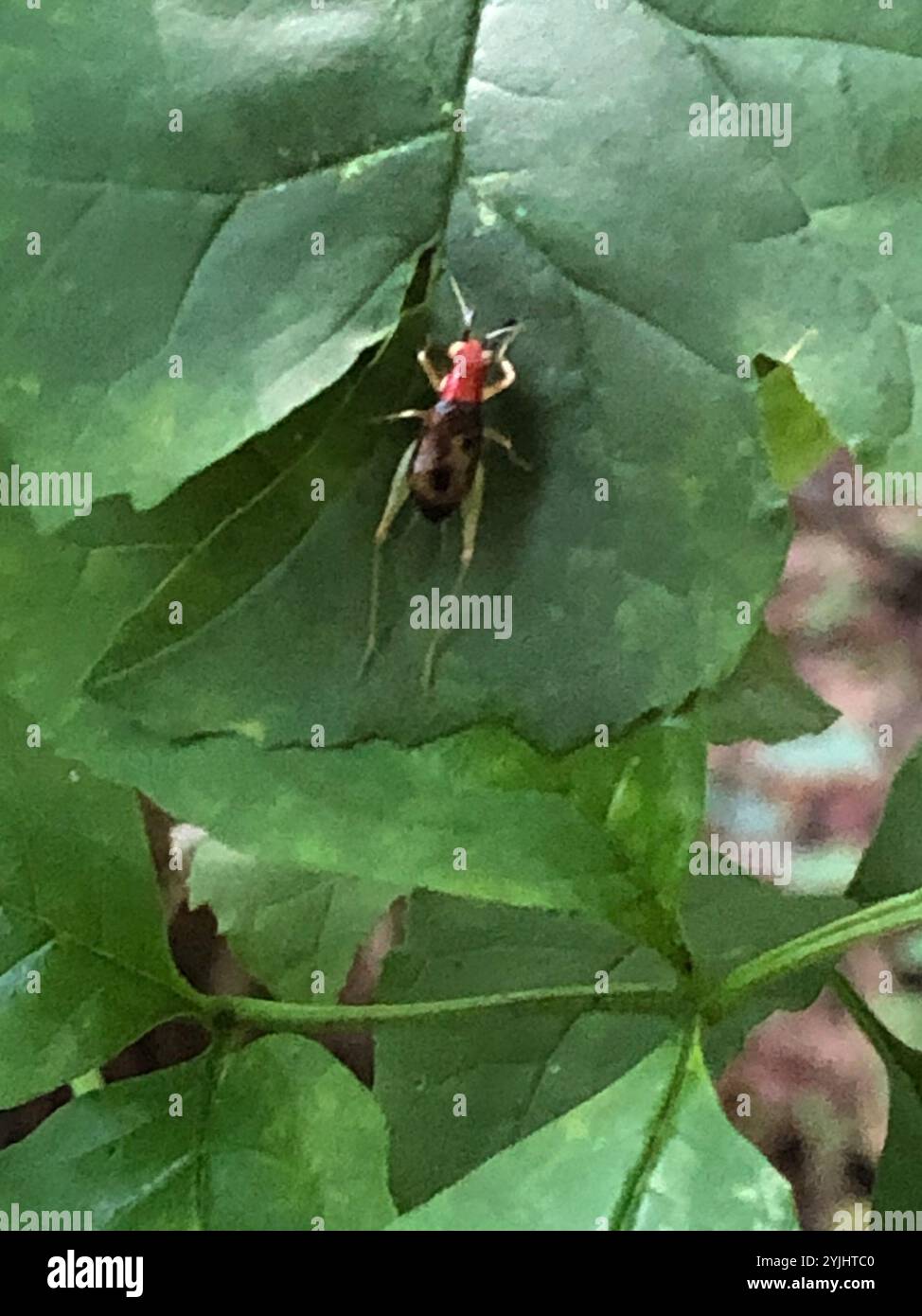 Red-headed Bush Cricket (Phyllopalpus pulchellus Stock Photo - Alamy