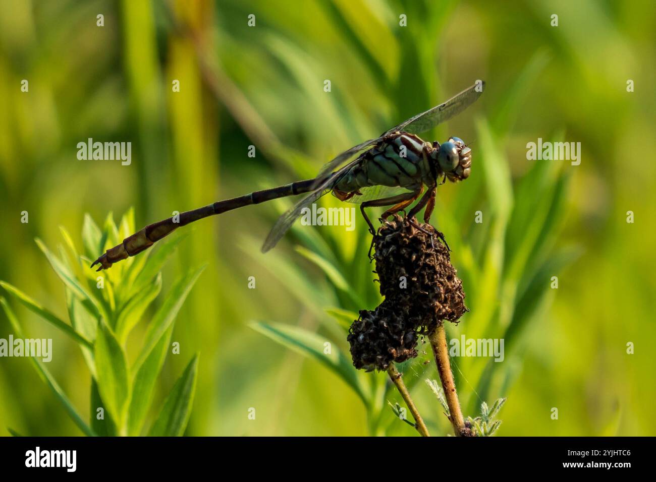 Stylurus plagiatus hi-res stock photography and images - Alamy