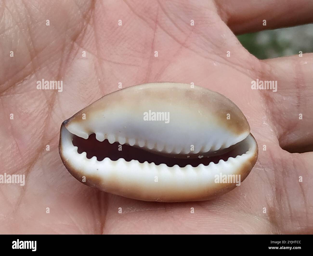 Monetaria caputserpentis hi-res stock photography and images - Alamy