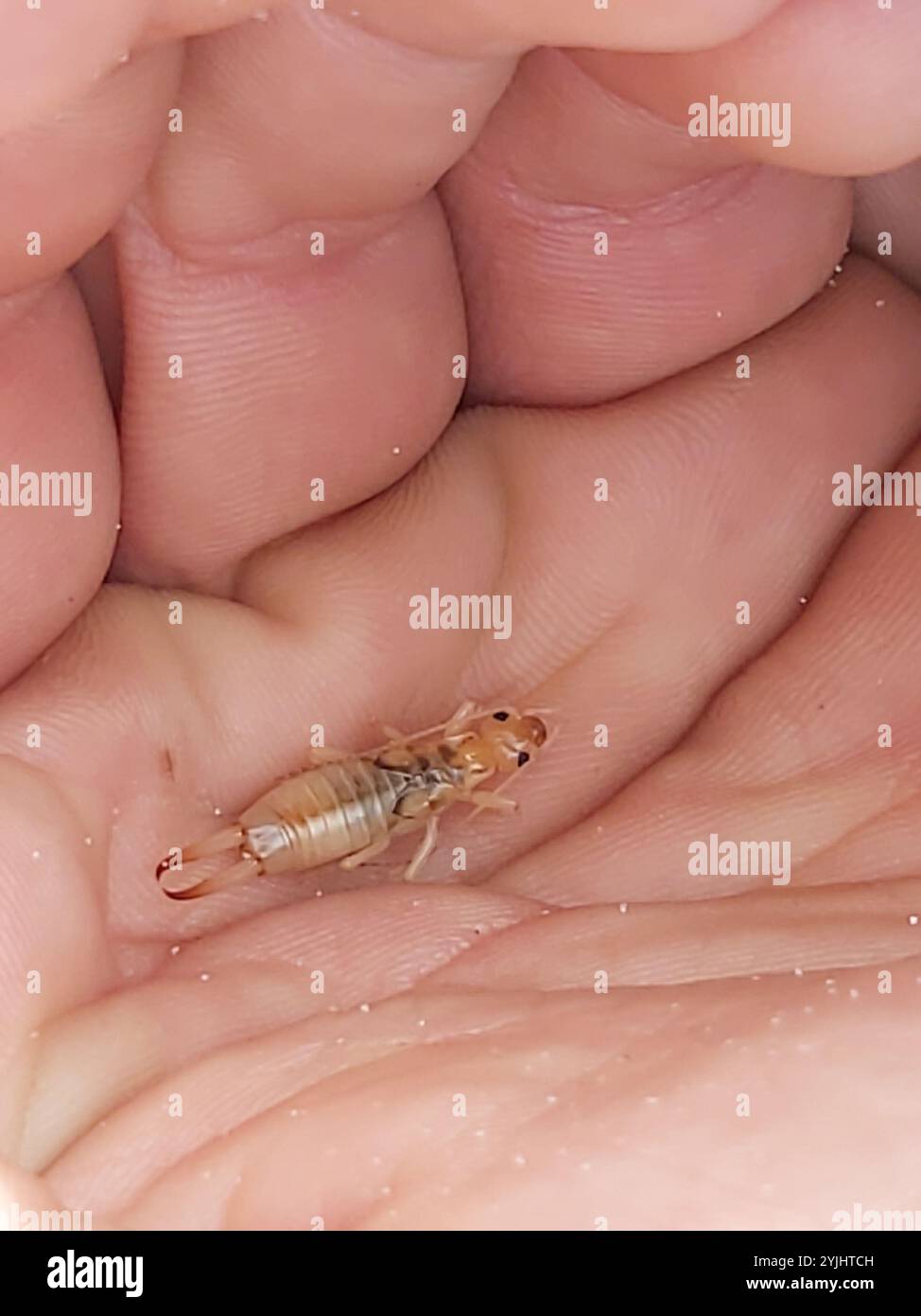 Shore Earwig (Labidura riparia Stock Photo - Alamy