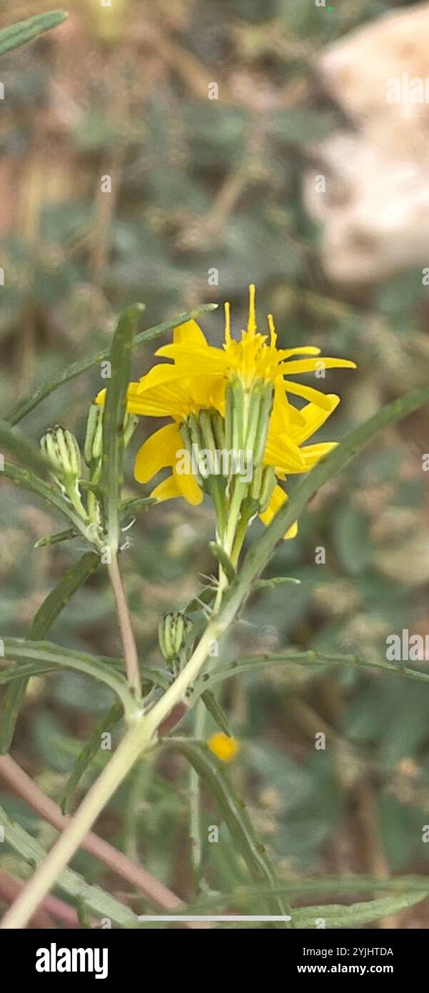 Chinchweed (Pectis papposa Stock Photo - Alamy