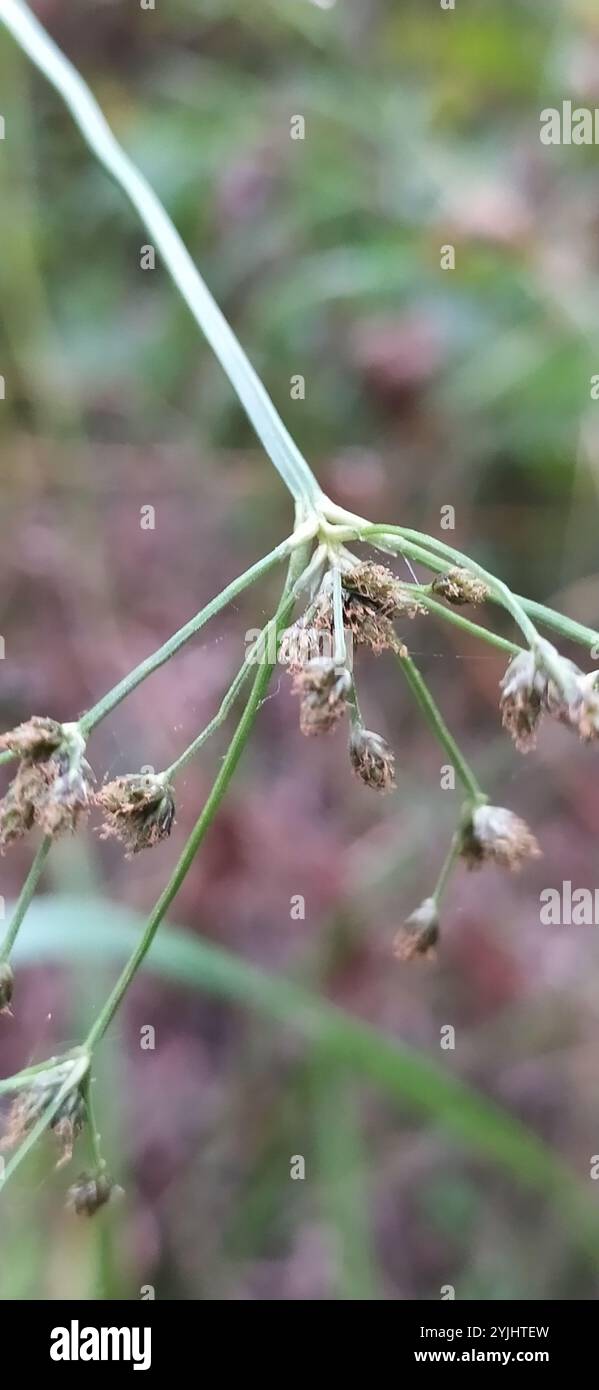 Wood Club-rush (Scirpus sylvaticus Stock Photo - Alamy