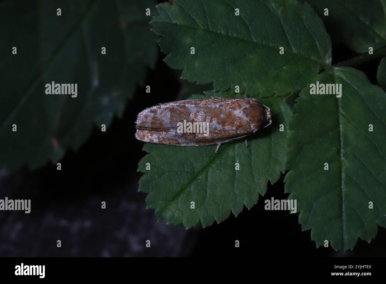 Choristoneura pinus hi-res stock photography and images - Alamy