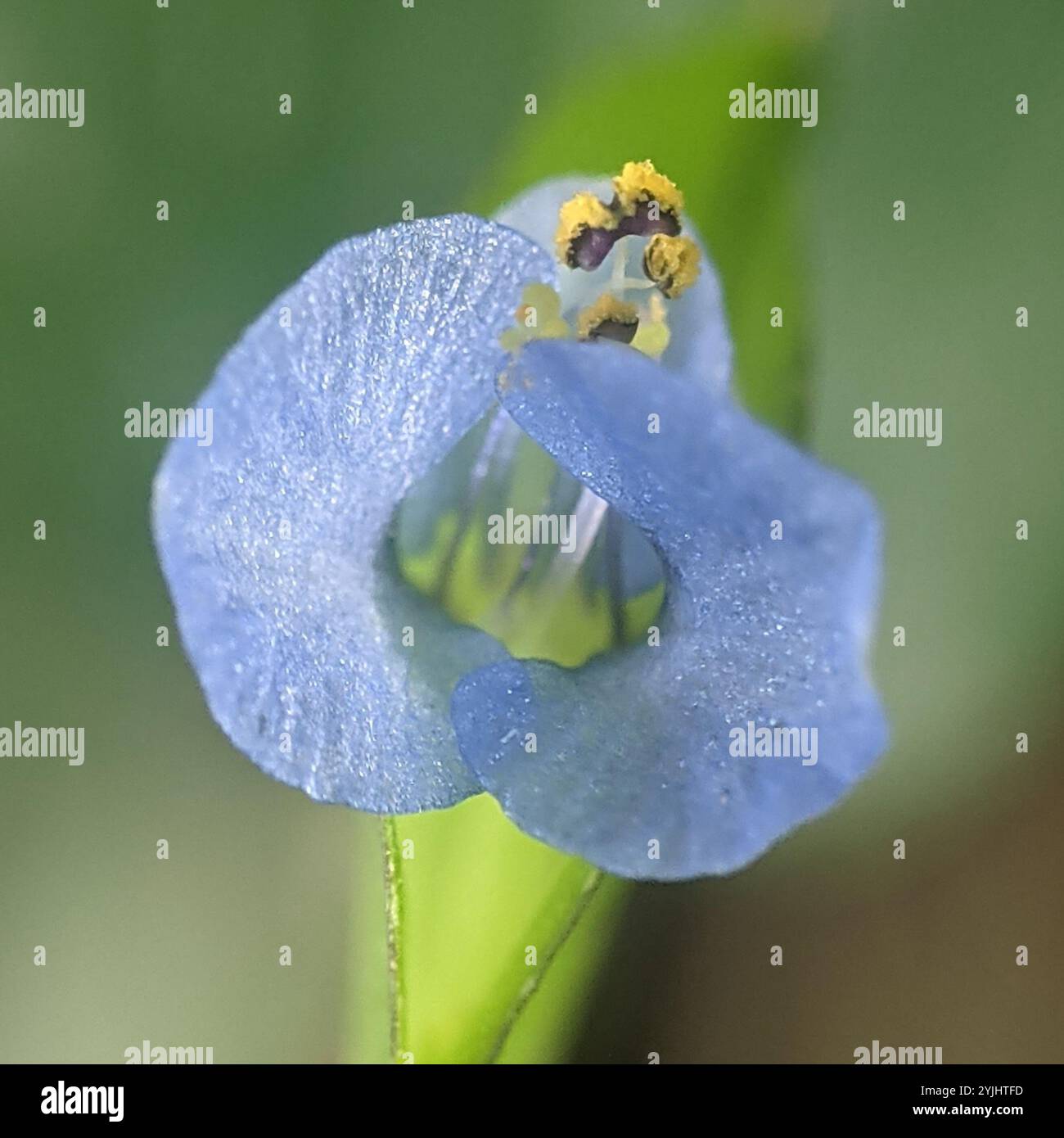 climbing dayflower (Commelina diffusa Stock Photo - Alamy