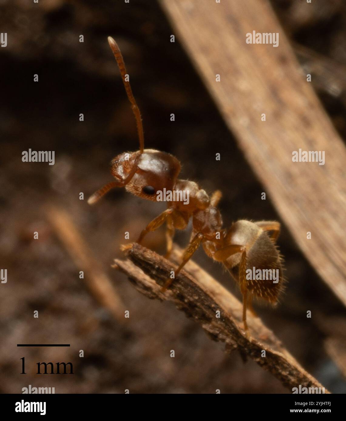 Citronella Ants, Fuzzy Ants, and Allies (Lasius Stock Photo - Alamy