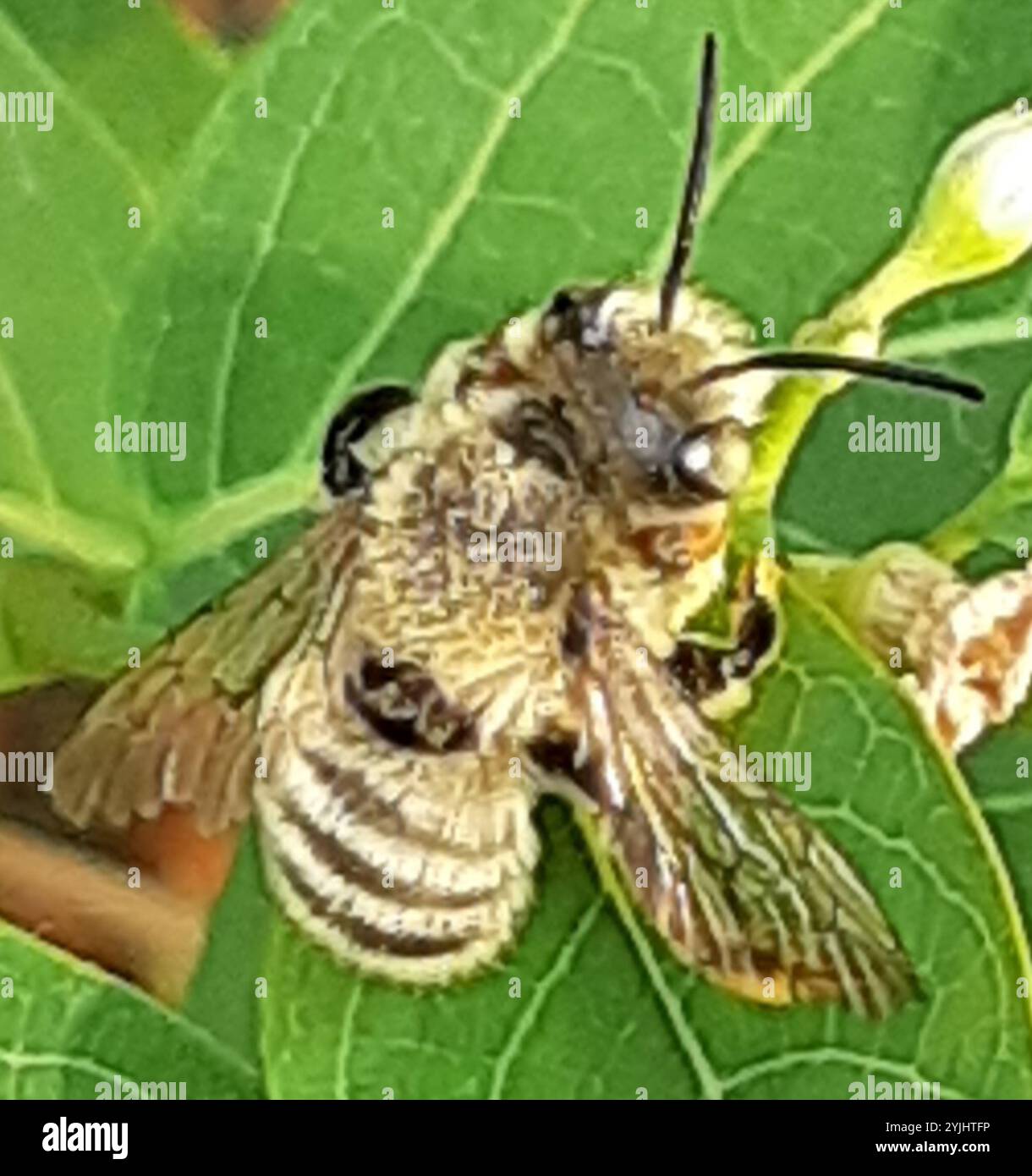 Western Leafcutter Bee (Megachile perihirta Stock Photo - Alamy