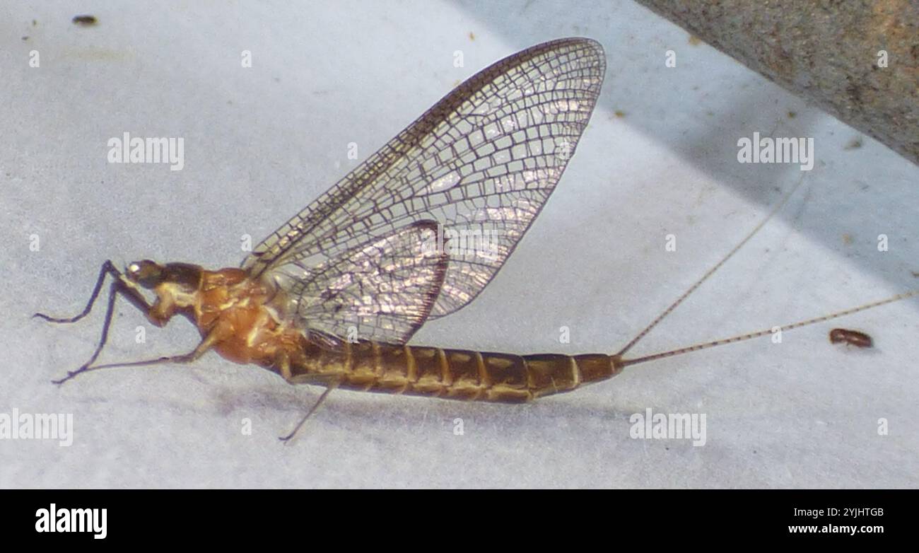 Giant mayfly hi-res stock photography and images - Alamy