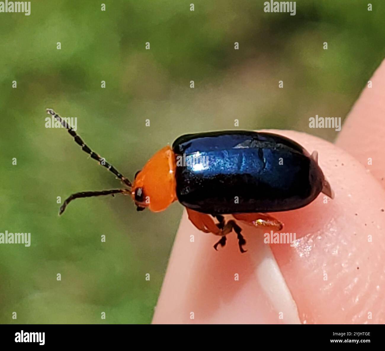 Shiny Flea Beetle (Asphaera lustrans Stock Photo - Alamy
