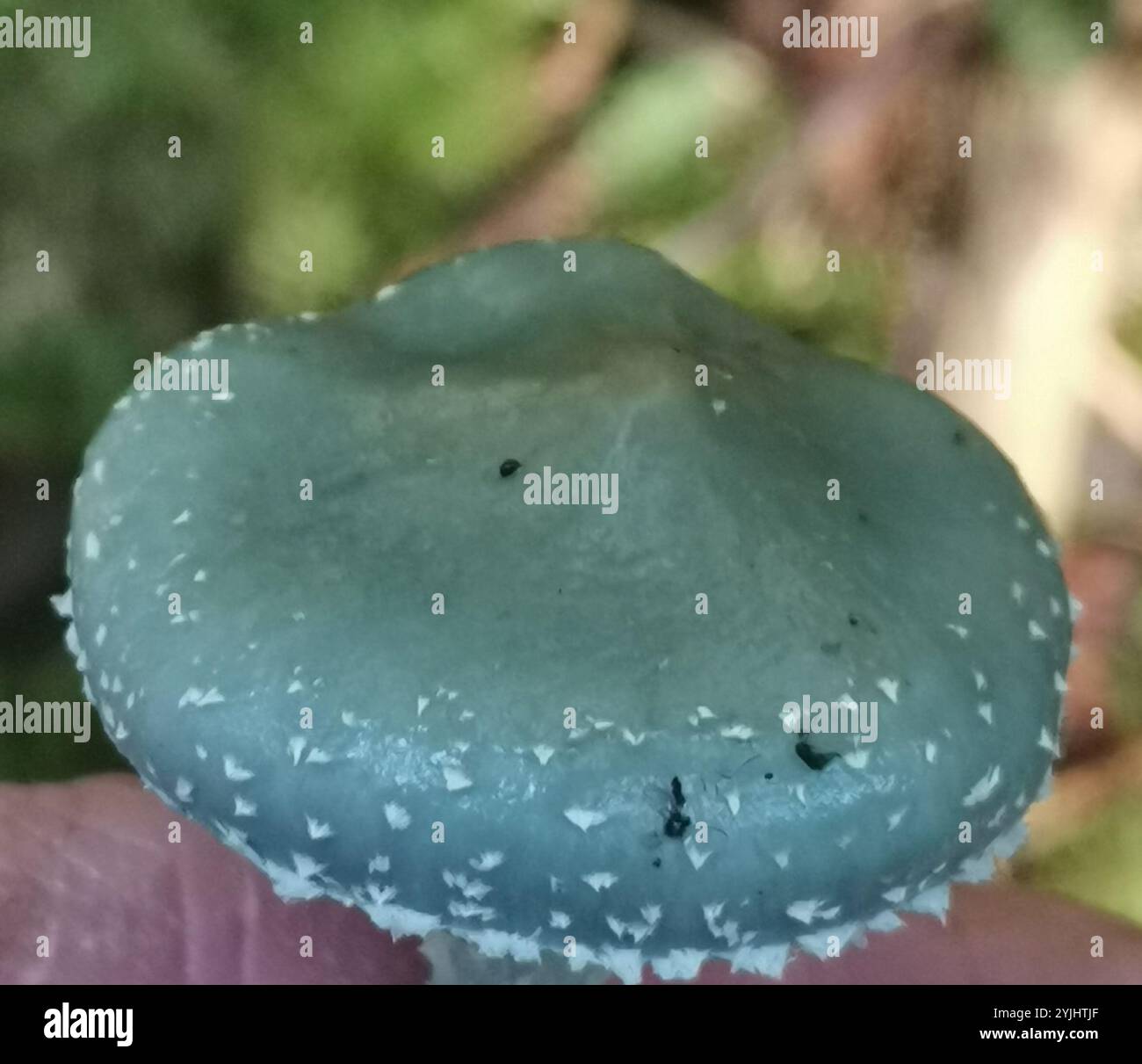 Verdigris Agaric (Stropharia aeruginosa Stock Photo - Alamy