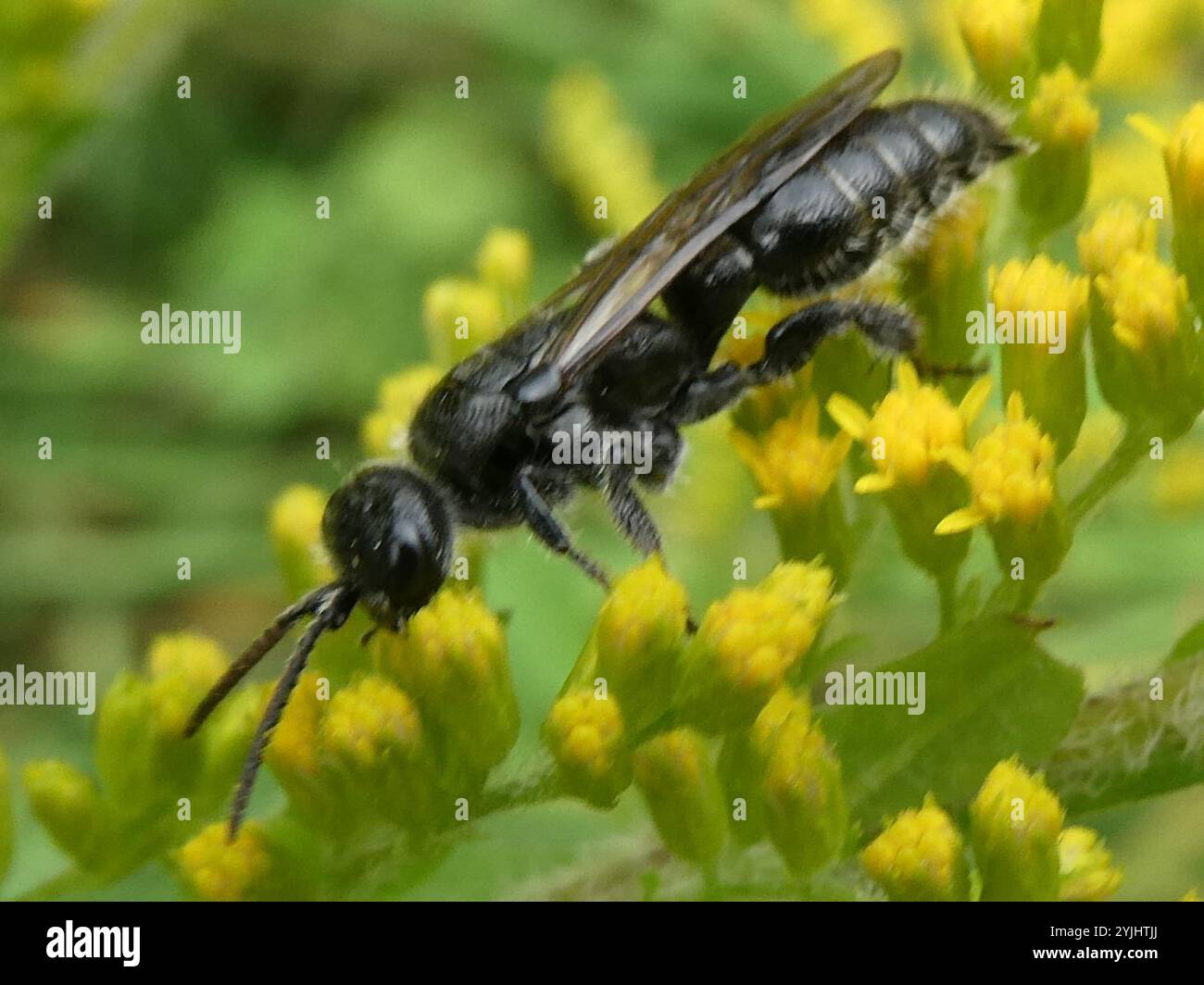 Tiphiid Flower Wasps (Tiphiidae Stock Photo - Alamy