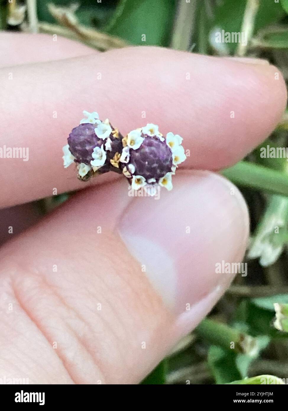 turkey tangle frogfruit (Phyla nodiflora Stock Photo - Alamy