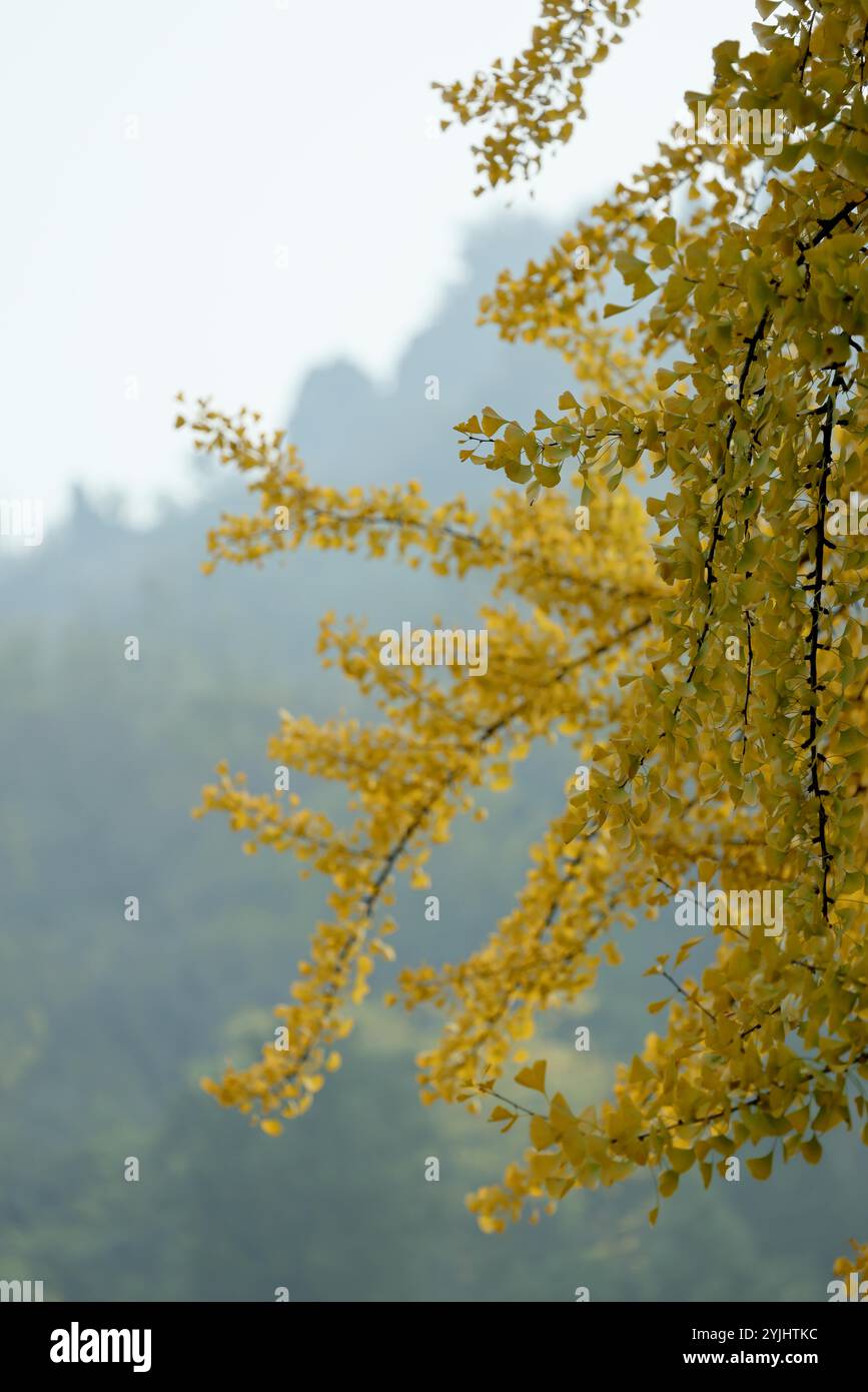 Aerial photo shows an ancient ginkgo tree at a temple in Xi'an City ...