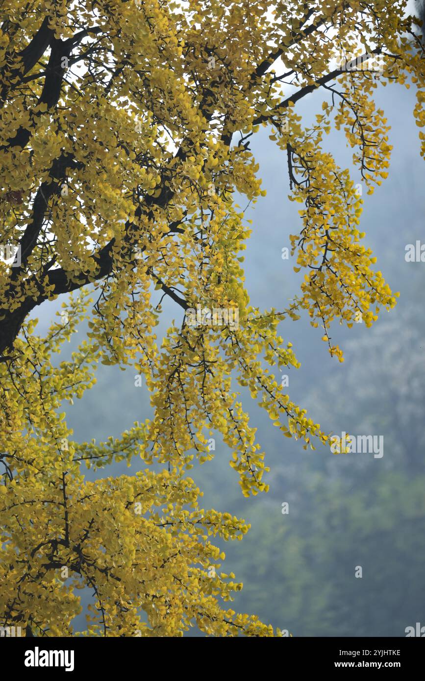 Aerial photo shows an ancient ginkgo tree at a temple in Xi'an City ...