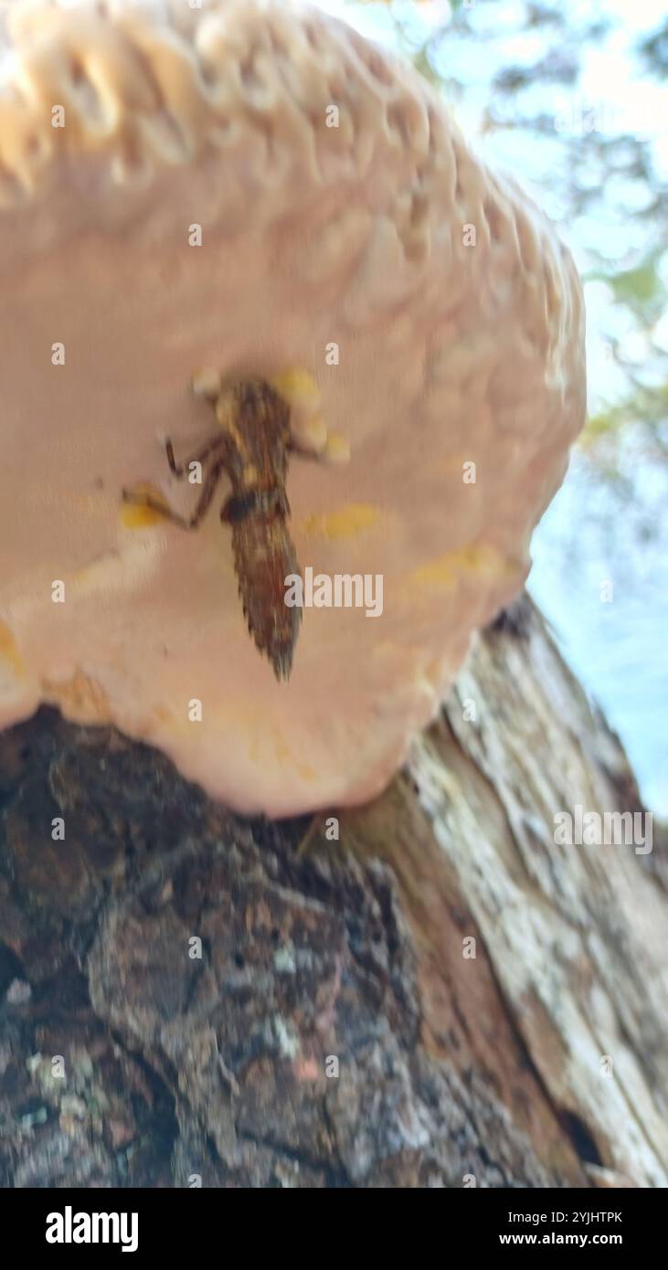 Northern Red Belt (Fomitopsis mounceae Stock Photo - Alamy