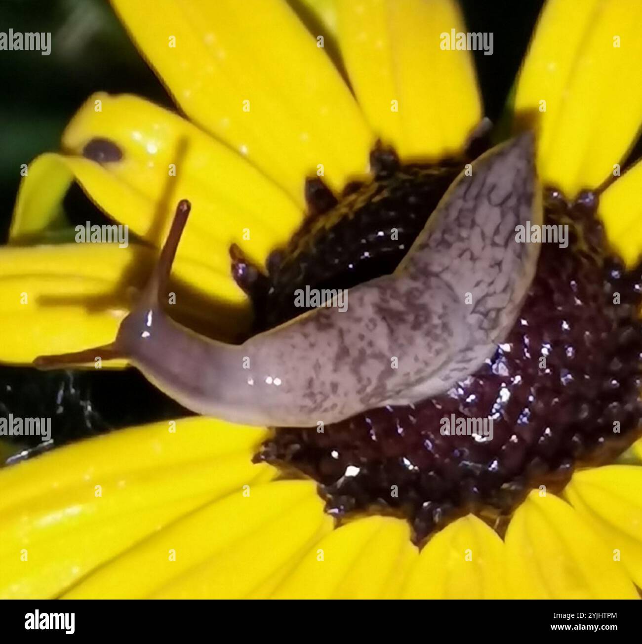 Milky Slug (Deroceras reticulatum Stock Photo - Alamy