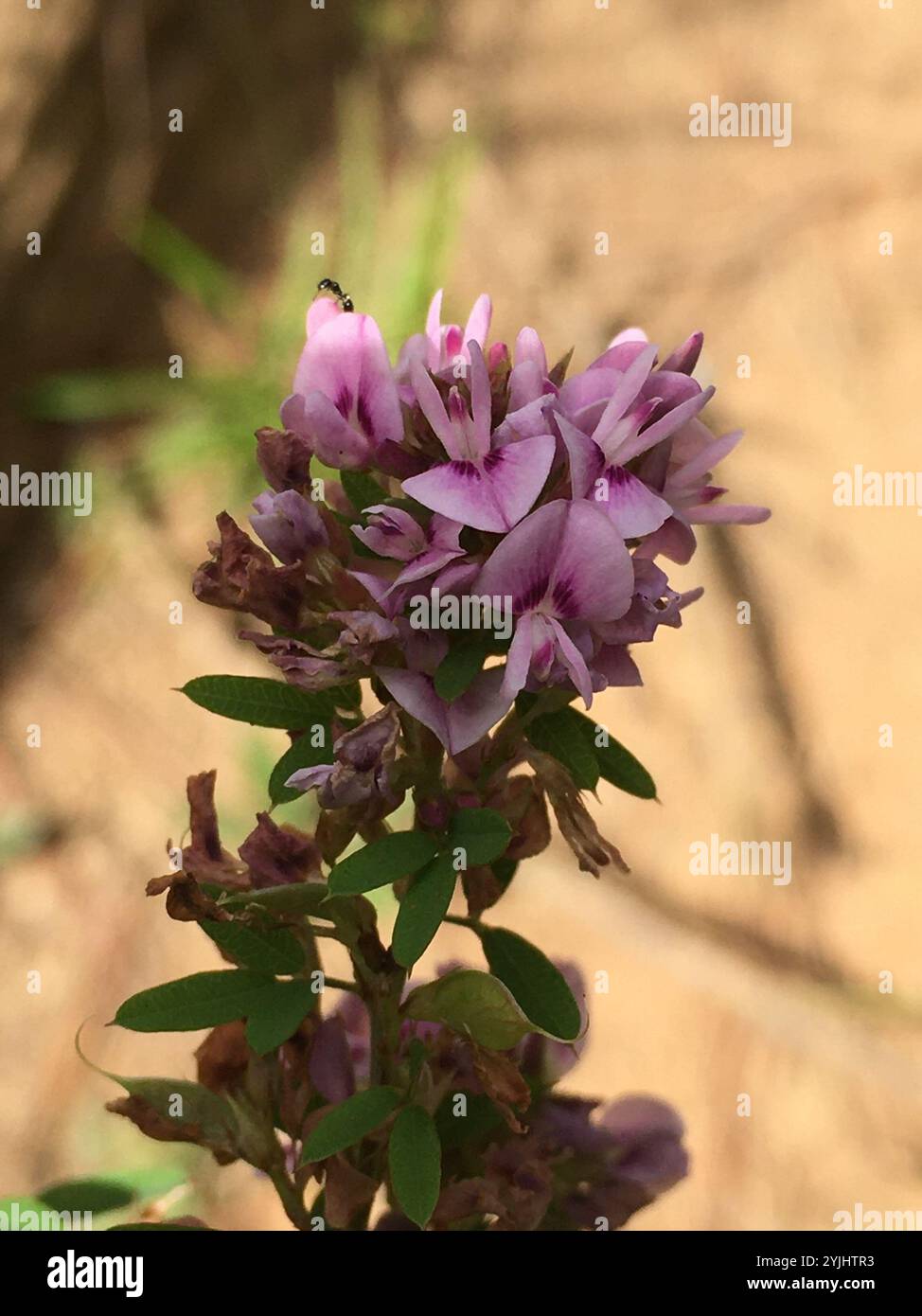 slender bush clover (Lespedeza virginica Stock Photo - Alamy