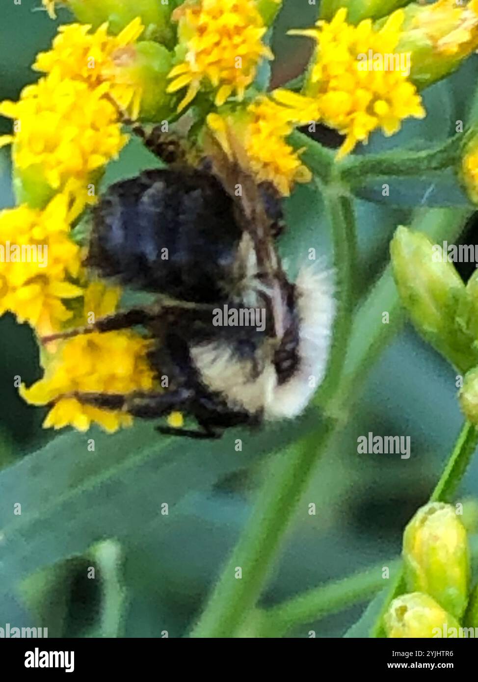 Common Eastern Bumble Bee (Bombus impatiens Stock Photo - Alamy