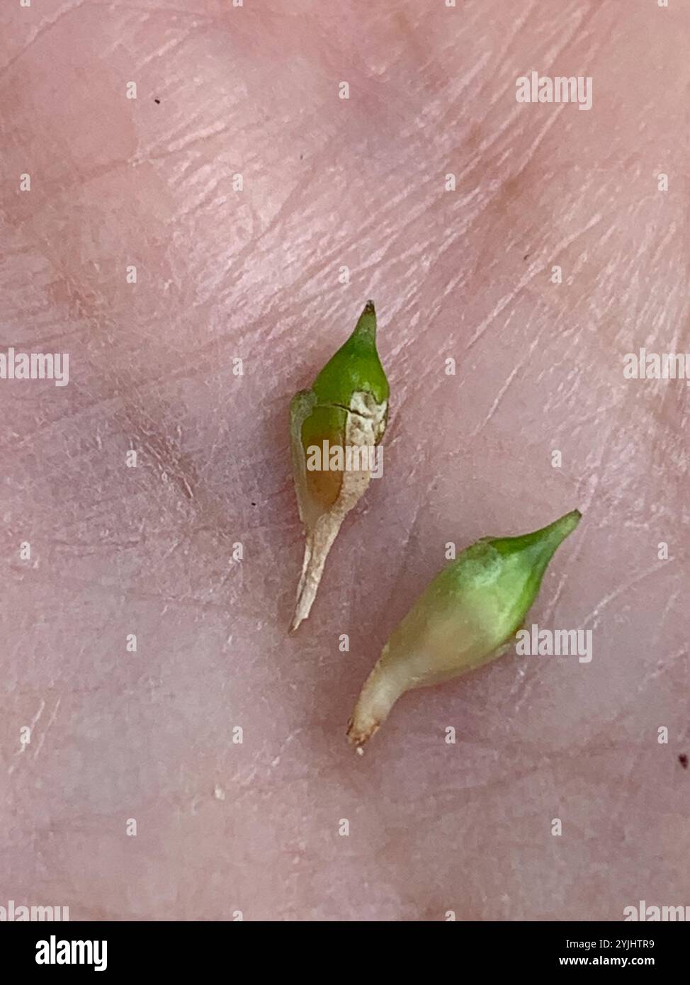 Sparganium androcladum hi-res stock photography and images - Alamy