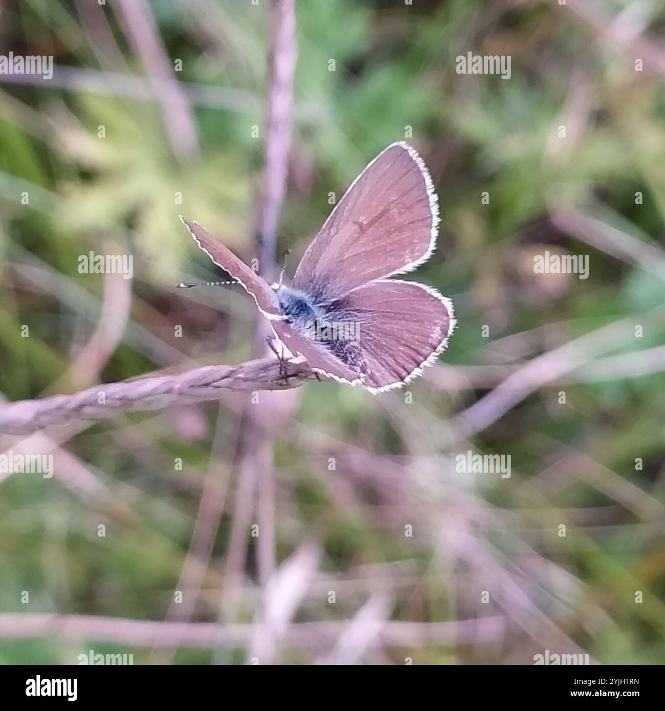 Nicias hi-res stock photography and images - Alamy