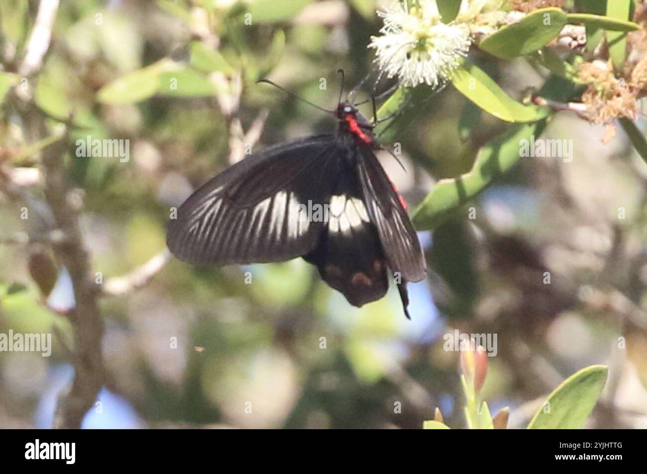 Pachliopta polydorus hi-res stock photography and images - Alamy