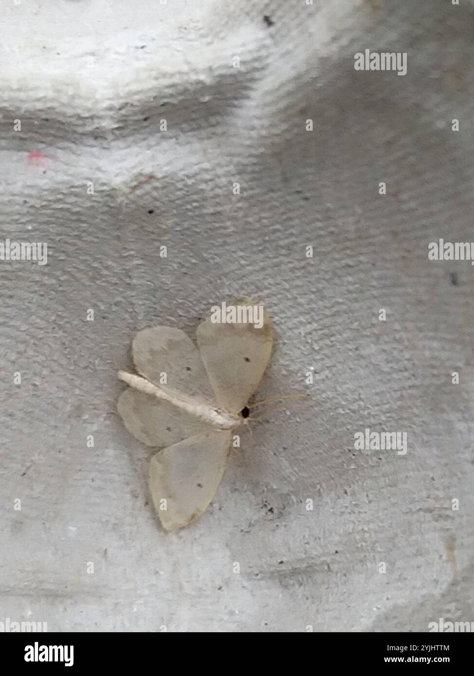 Small Fan-footed Wave (Idaea biselata Stock Photo - Alamy