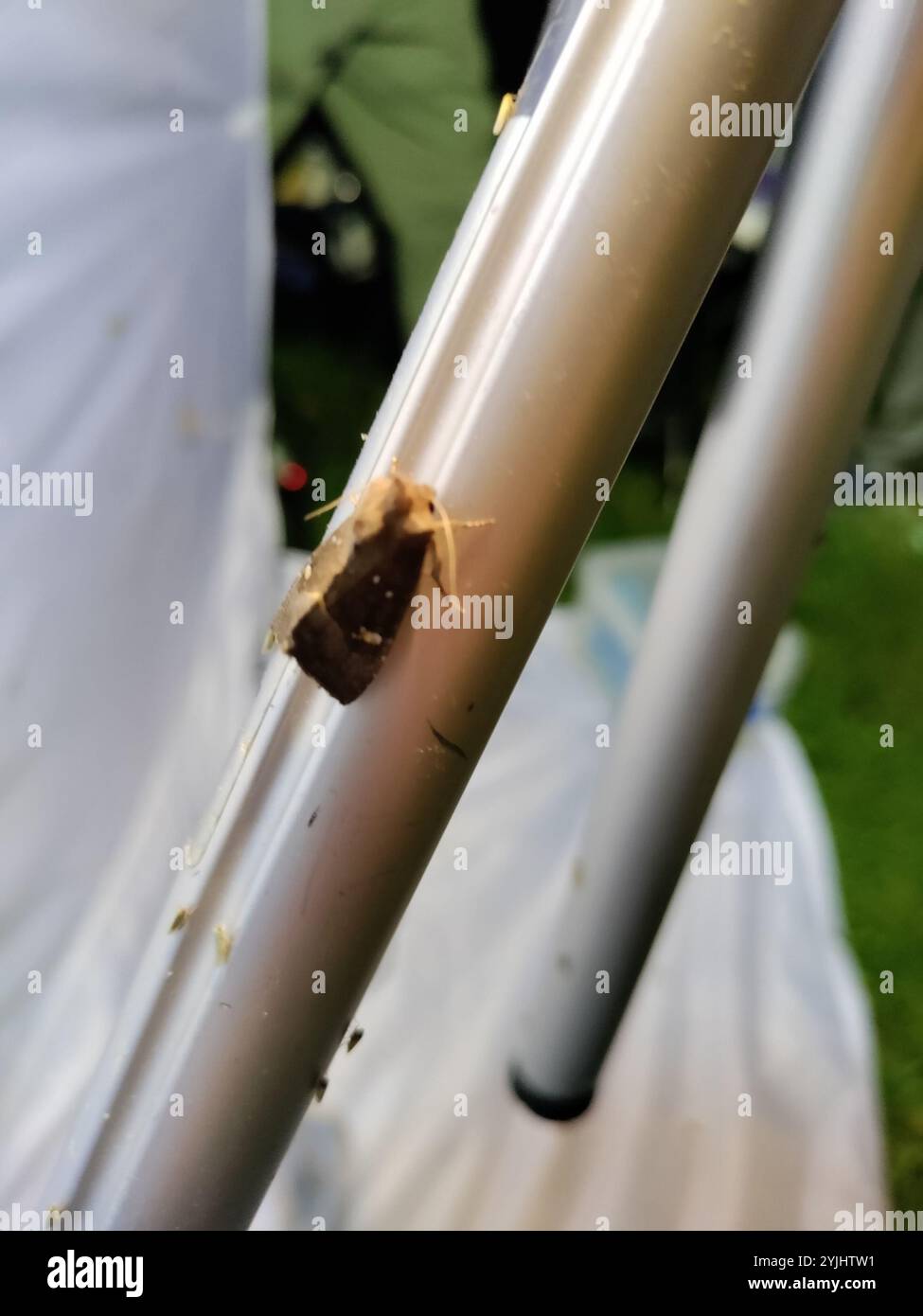 Stalk Borer Moth (Papaipema nebris Stock Photo - Alamy