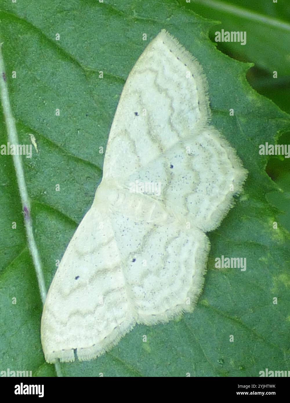 Large Lace-border Moth (Scopula limboundata Stock Photo - Alamy