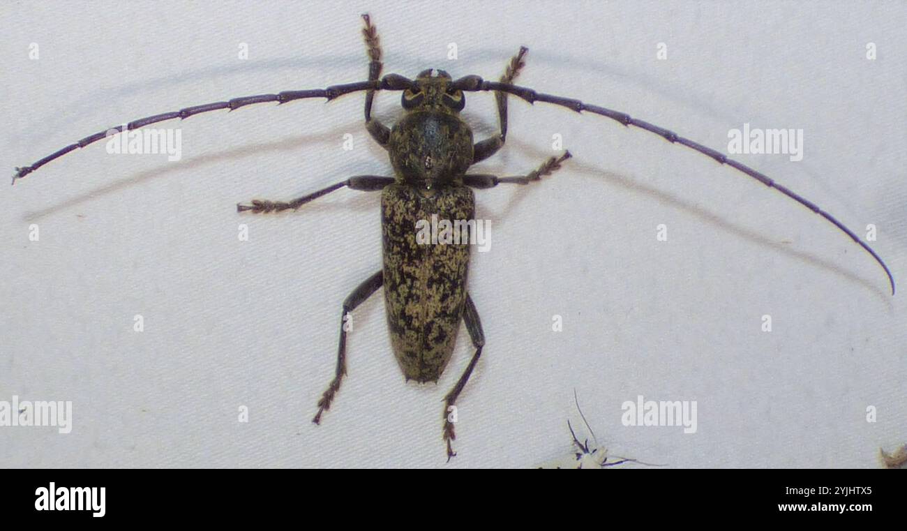 Robust Oak Borer (Enaphalodes atomarius Stock Photo - Alamy