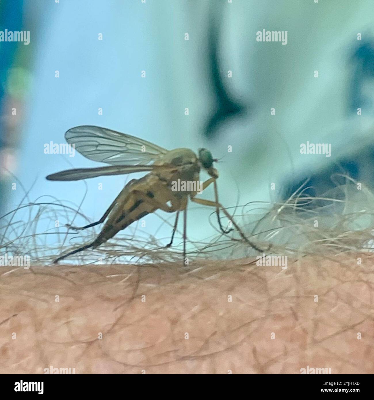 Marsh Snipe Fly (Rhagio tringarius Stock Photo - Alamy