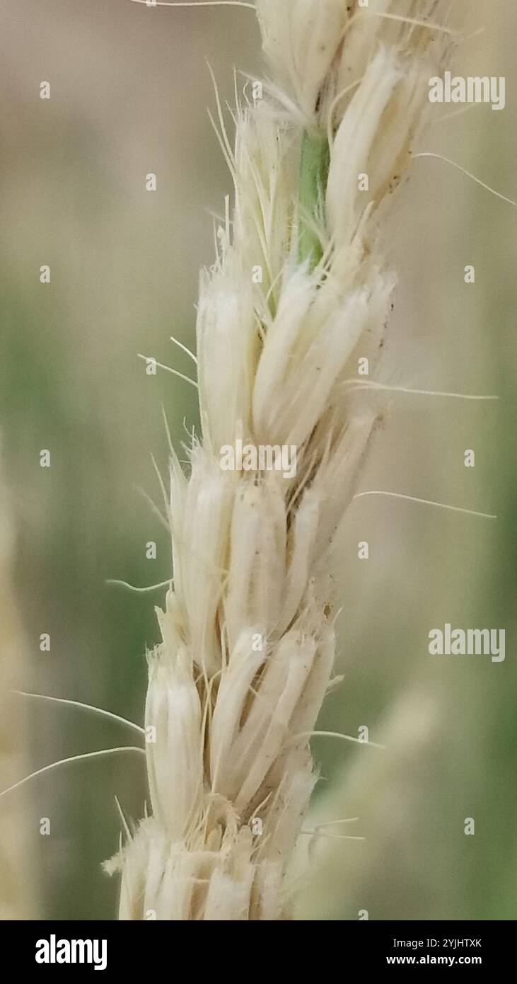 Big Galleta (Hilaria rigida Stock Photo - Alamy