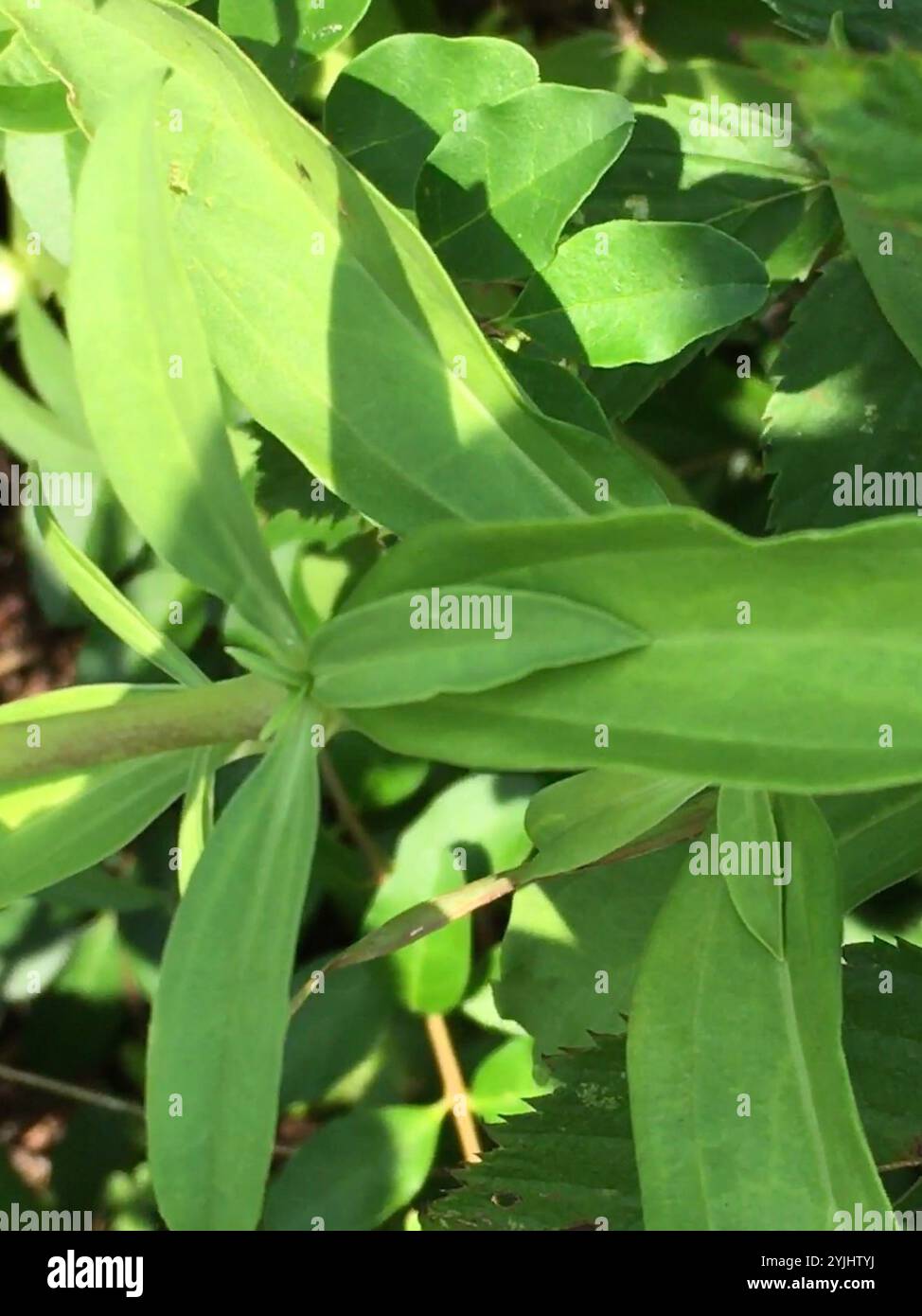 common soapwort (Saponaria officinalis Stock Photo - Alamy