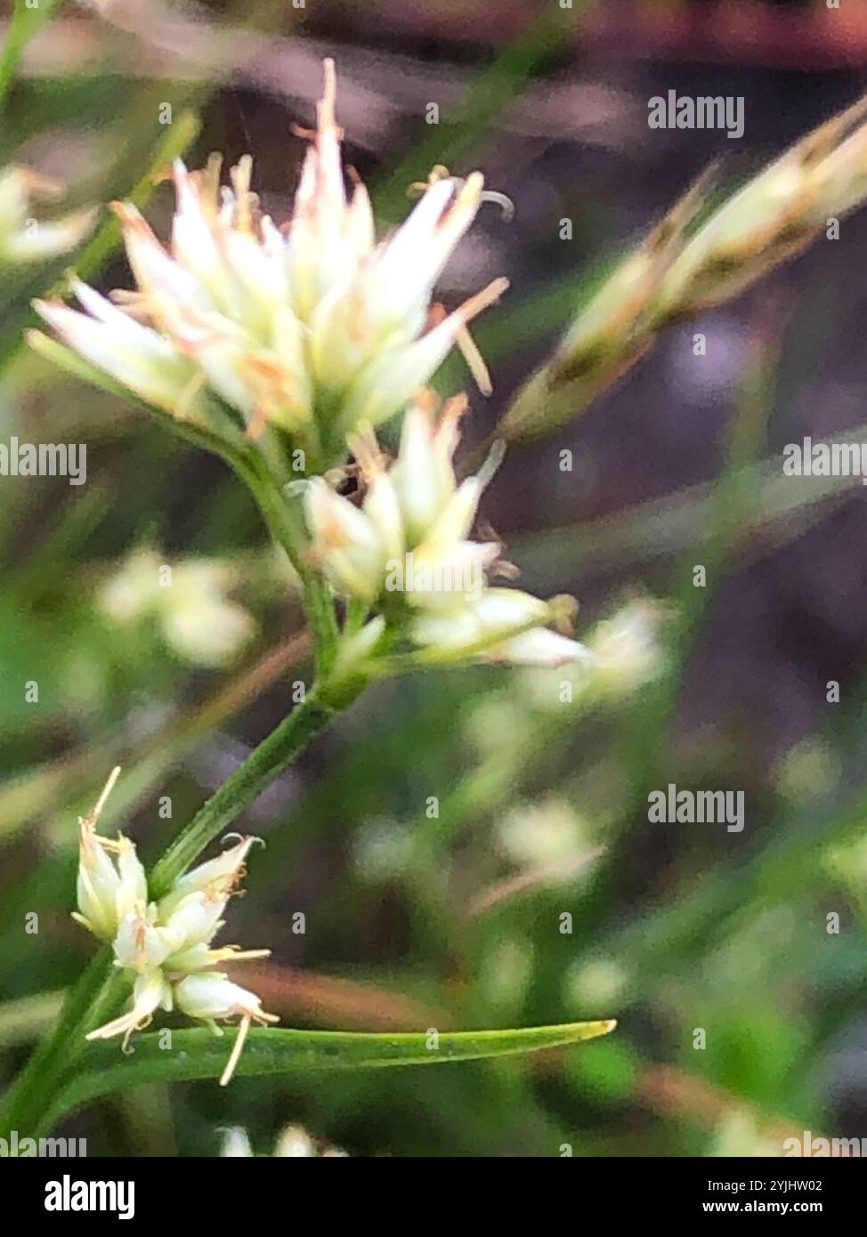 white beak-sedge (Rhynchospora alba Stock Photo - Alamy
